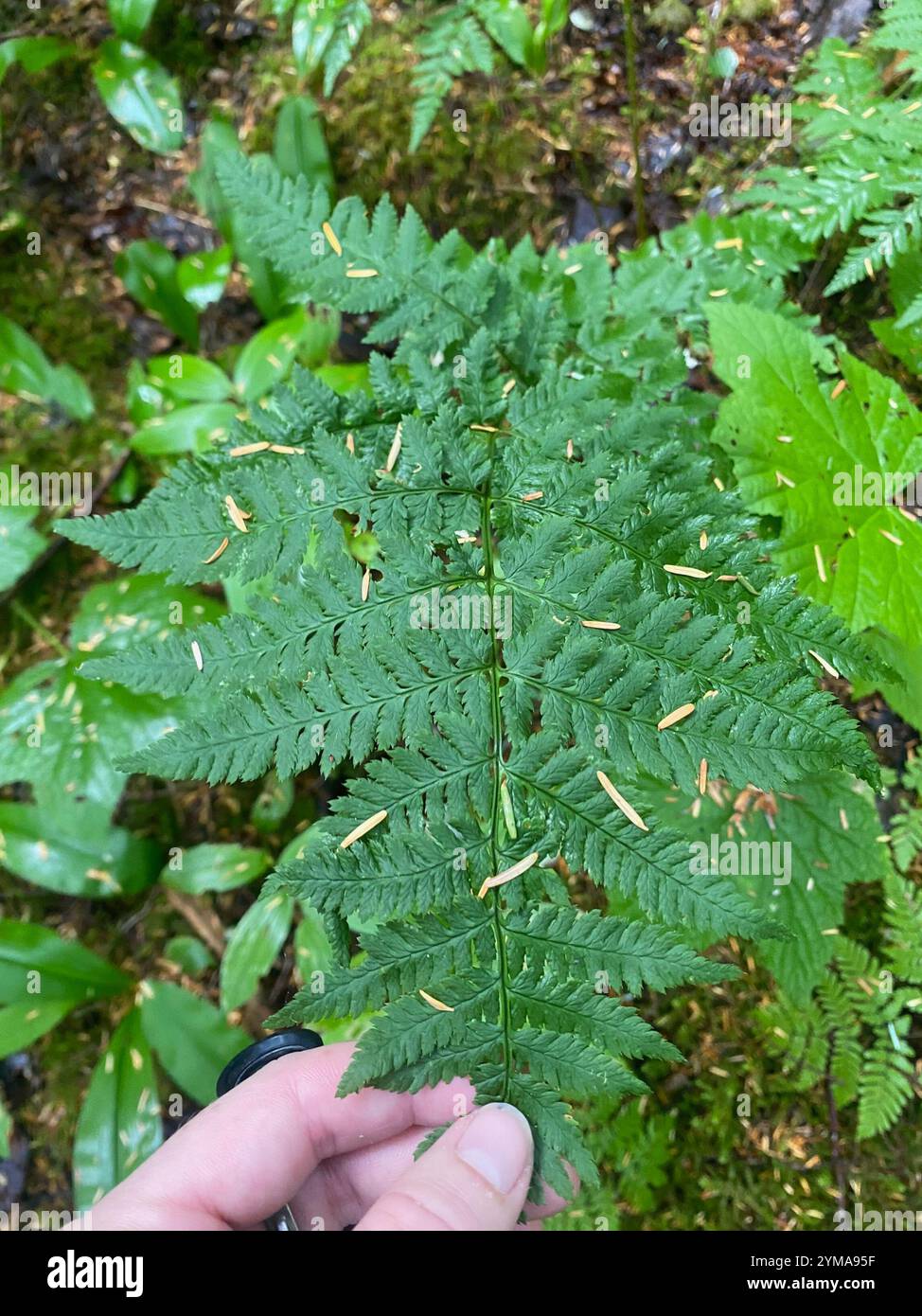 wood ferns (Dryopteris Stock Photo - Alamy