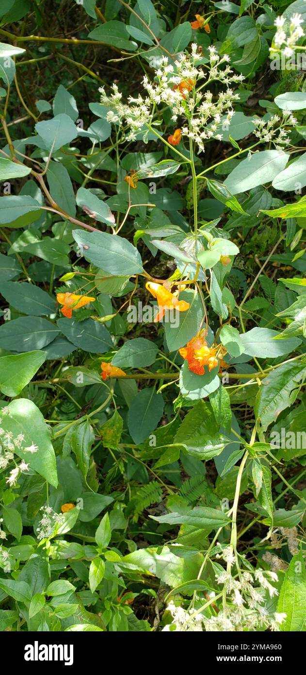common jewelweed (Impatiens capensis Stock Photo - Alamy