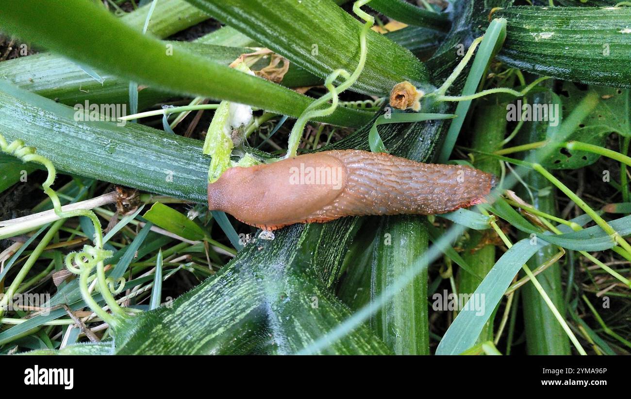 Spanish Slug (Arion vulgaris Stock Photo - Alamy