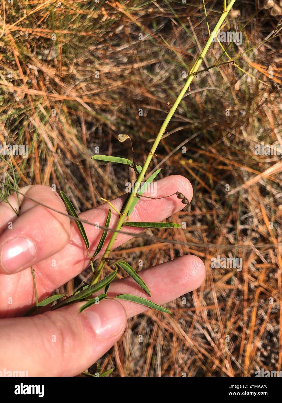 Pine Barren Ticktrefoil (Desmodium strictum Stock Photo - Alamy