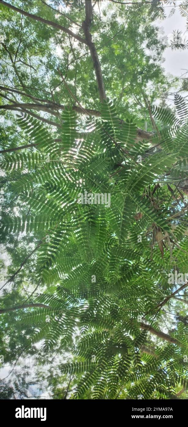 Pacara Earpod Tree (Enterolobium contortisiliquum Stock Photo - Alamy