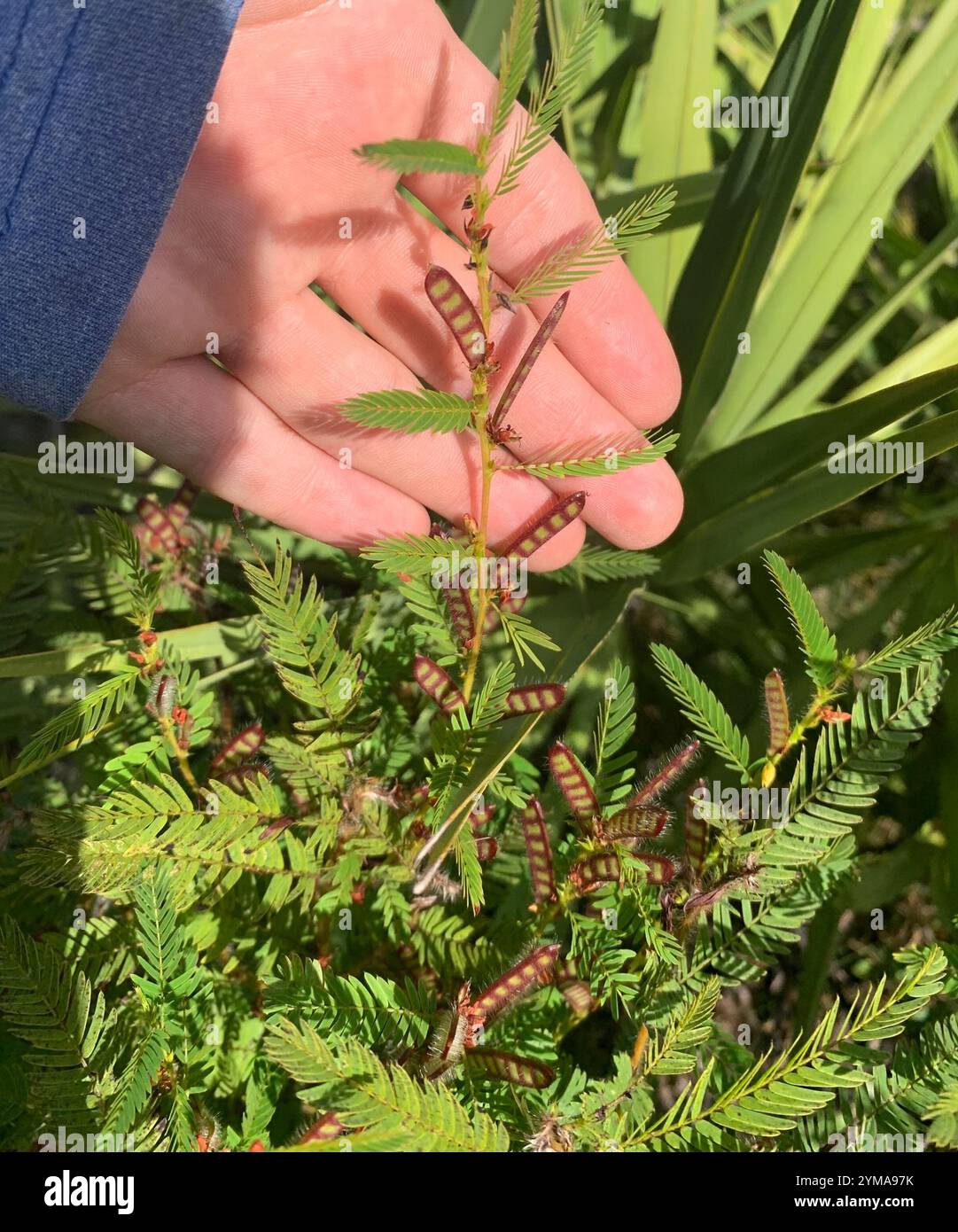 sensitive and partridge peas (Chamaecrista Stock Photo - Alamy