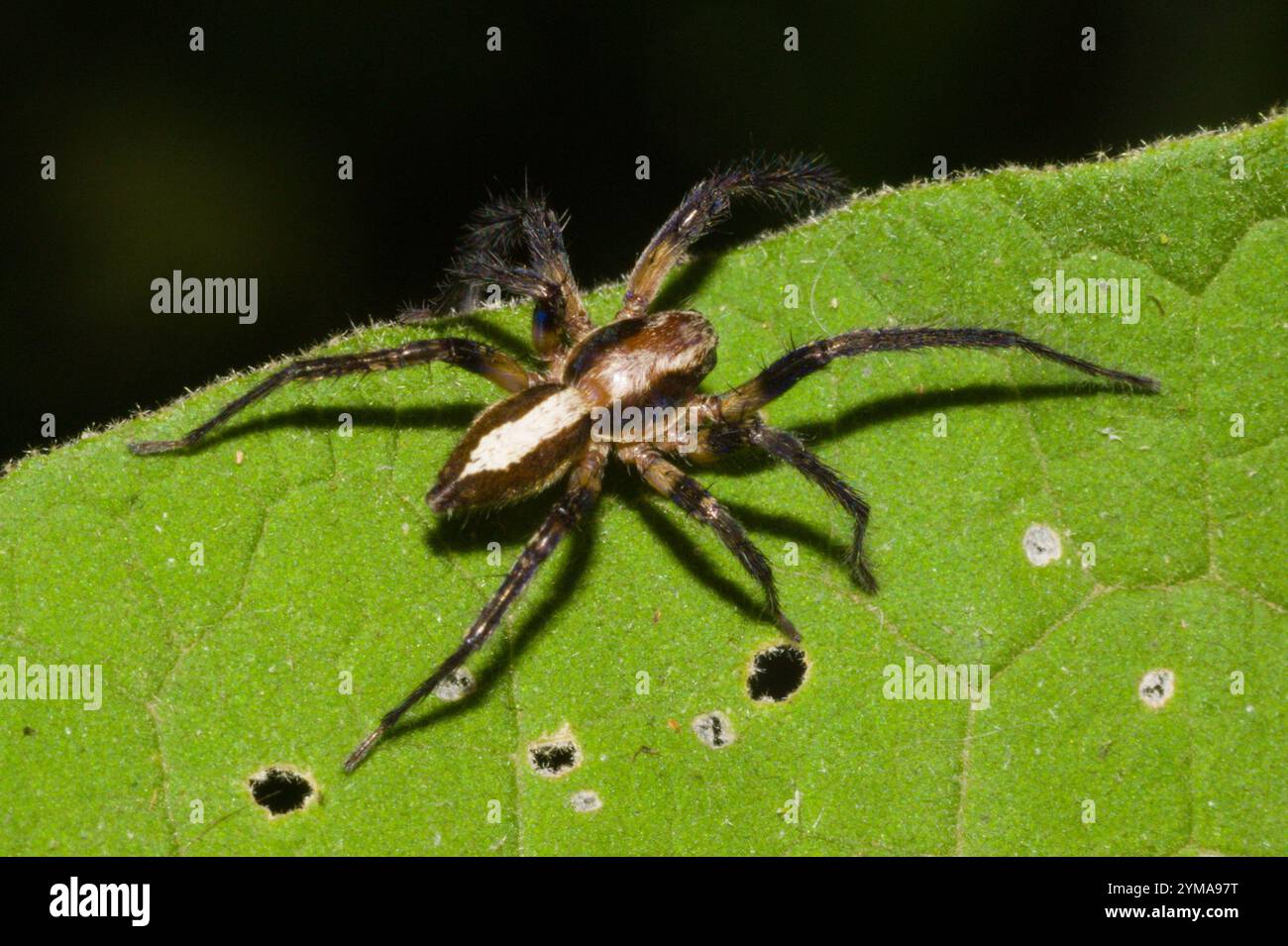 Ghost Spiders (Anyphaenidae Stock Photo - Alamy