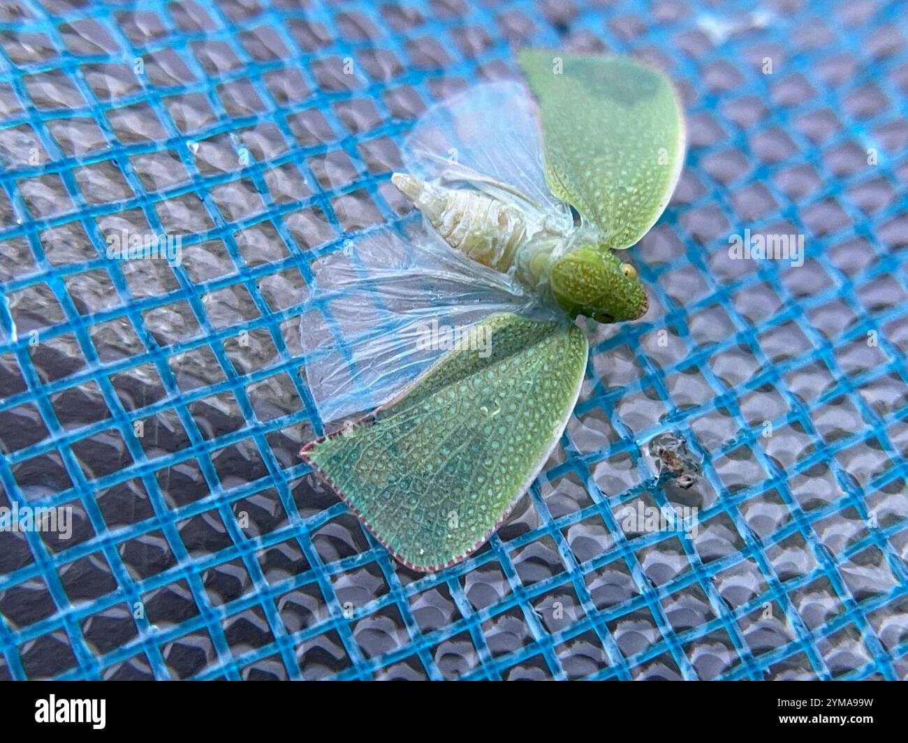 Torpedo Bug (Siphanta acuta Stock Photo - Alamy
