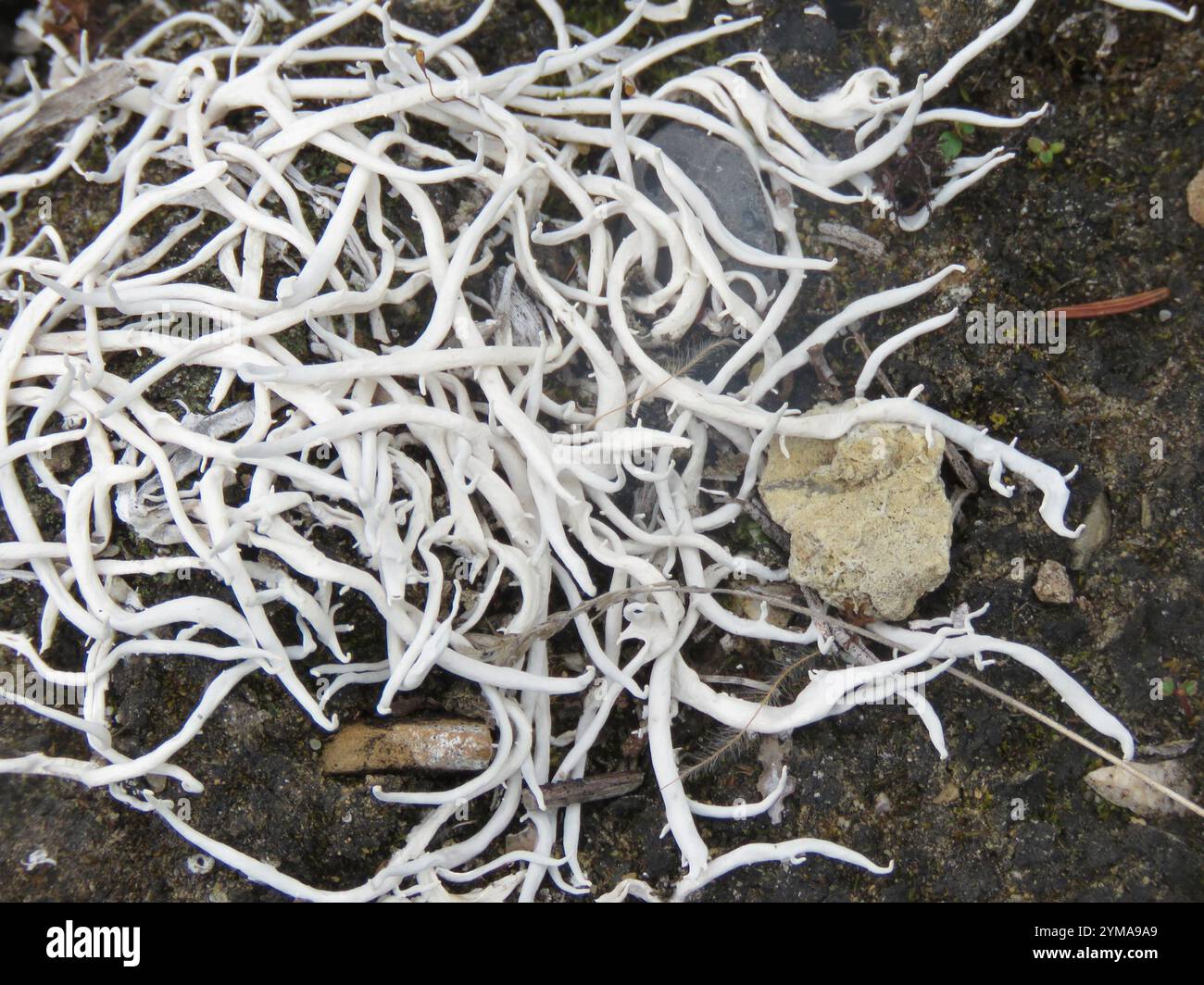 Whiteworm Lichen (Thamnolia vermicularis Stock Photo - Alamy