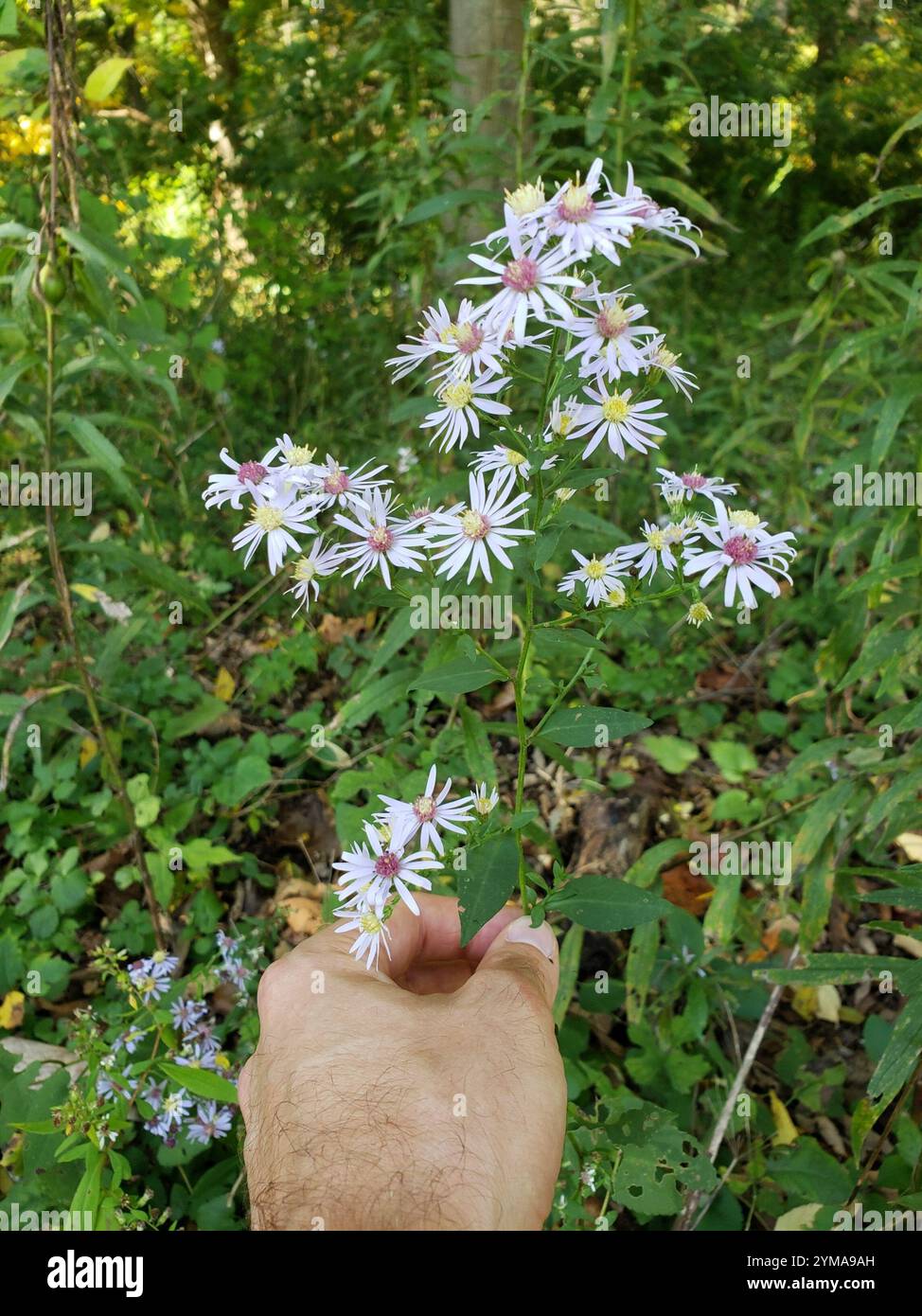 Common Blue Wood Aster (Symphyotrichum cordifolium Stock Photo - Alamy