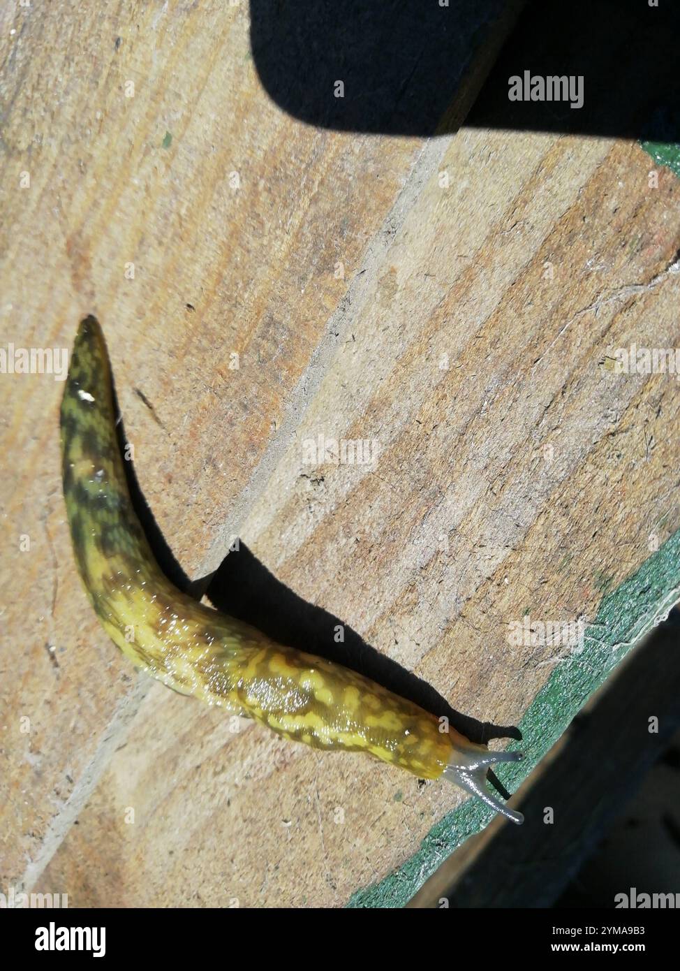 Green Cellar Slug (Limacus maculatus Stock Photo - Alamy