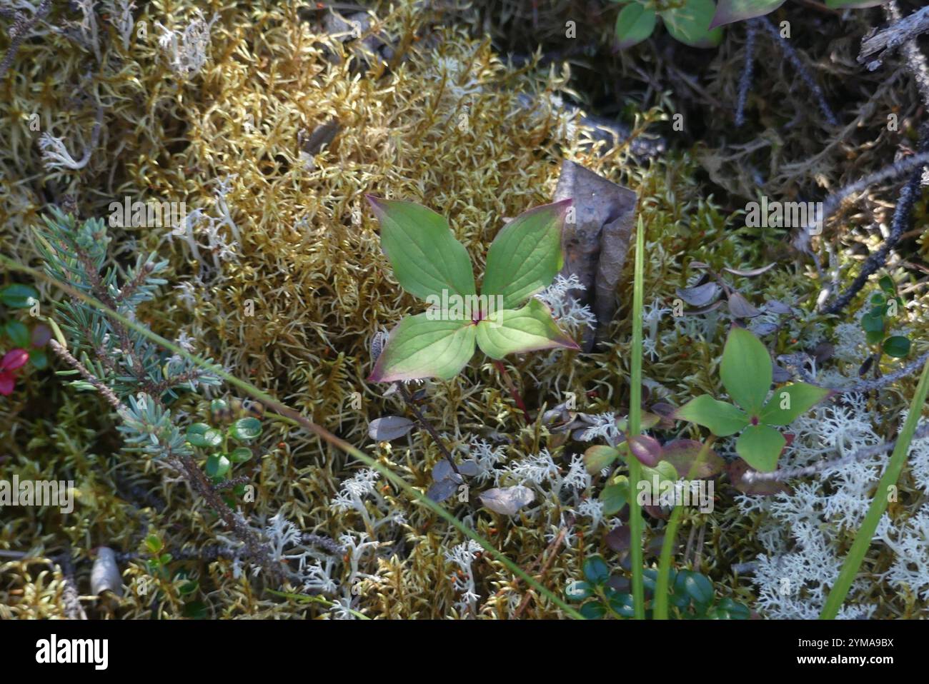 Canadian bunchberry (Cornus canadensis Stock Photo - Alamy