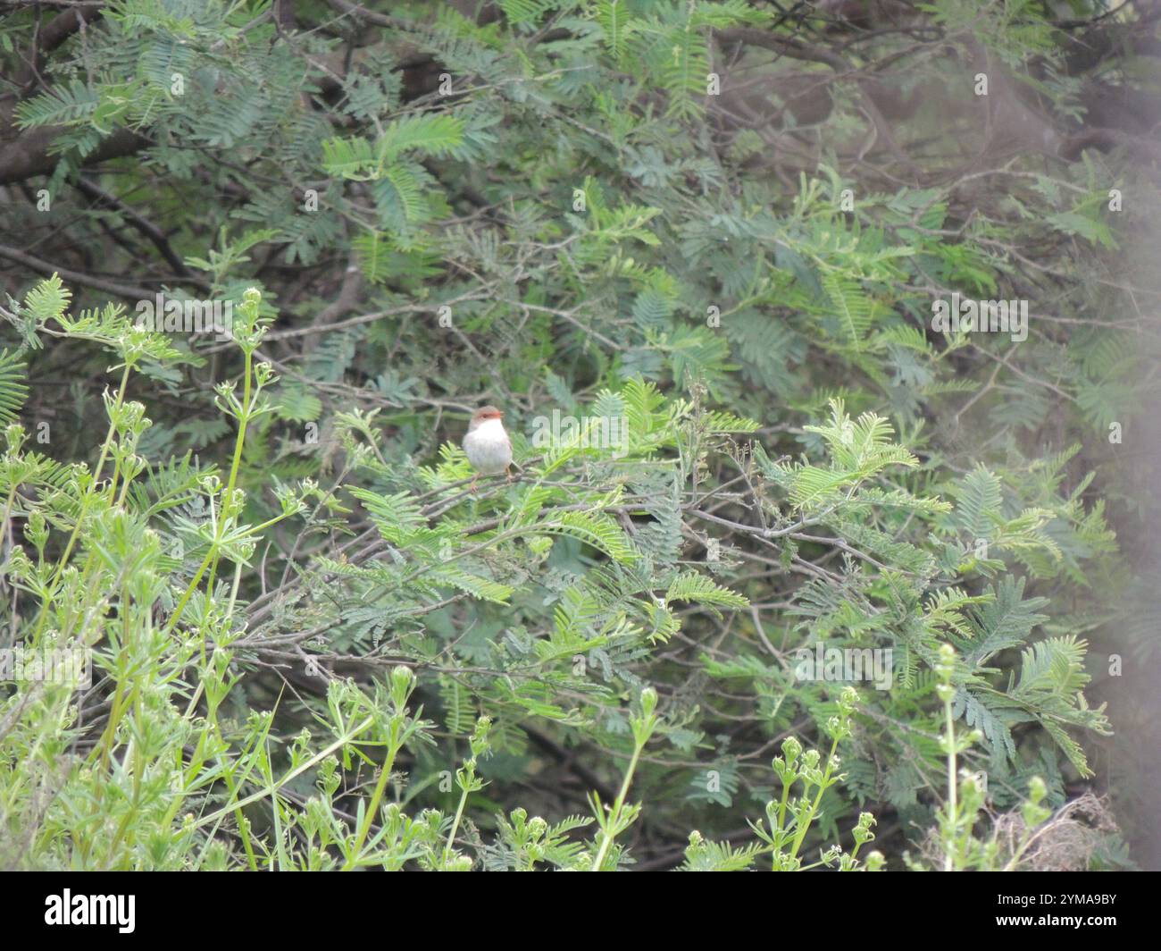 Superb Fairywren (Malurus cyaneus Stock Photo - Alamy