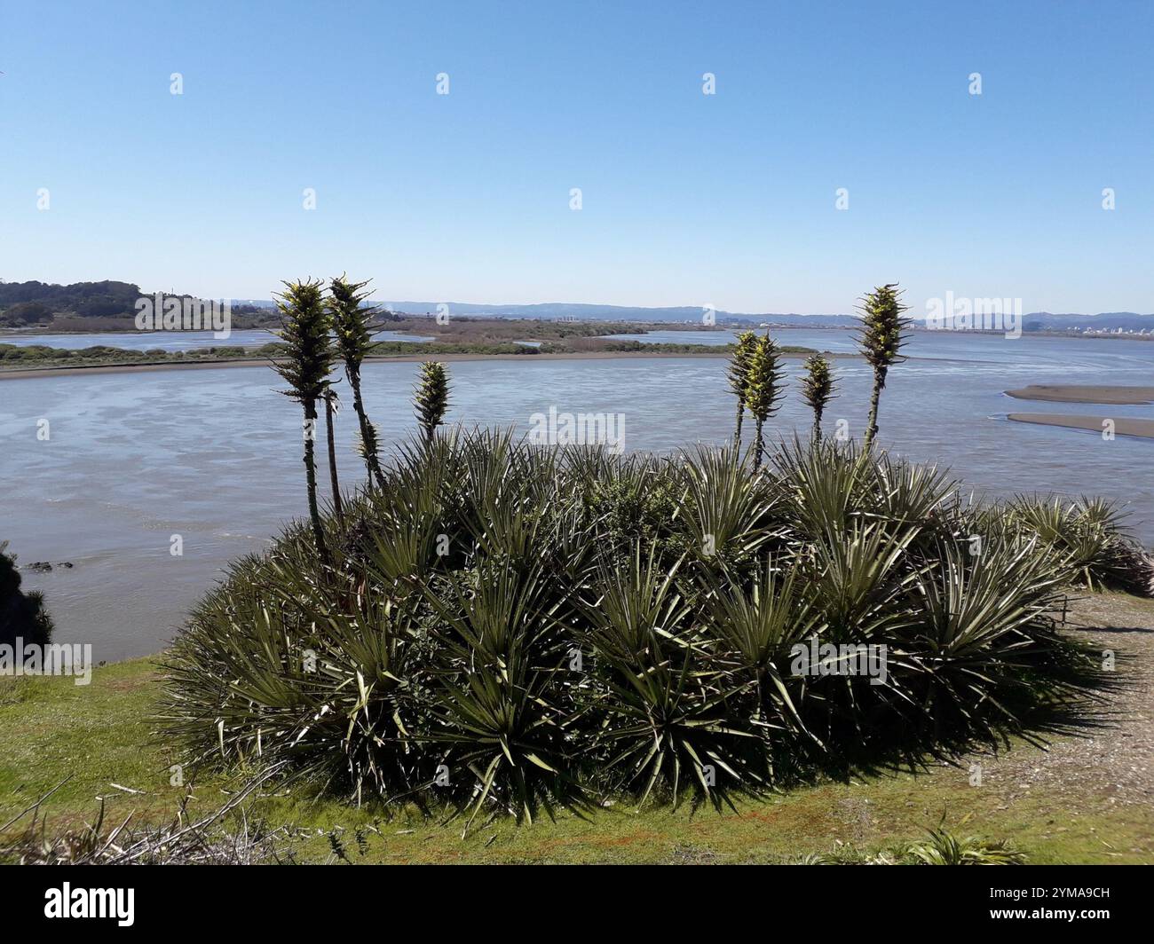 Sheep-eating Plant (Puya chilensis Stock Photo - Alamy