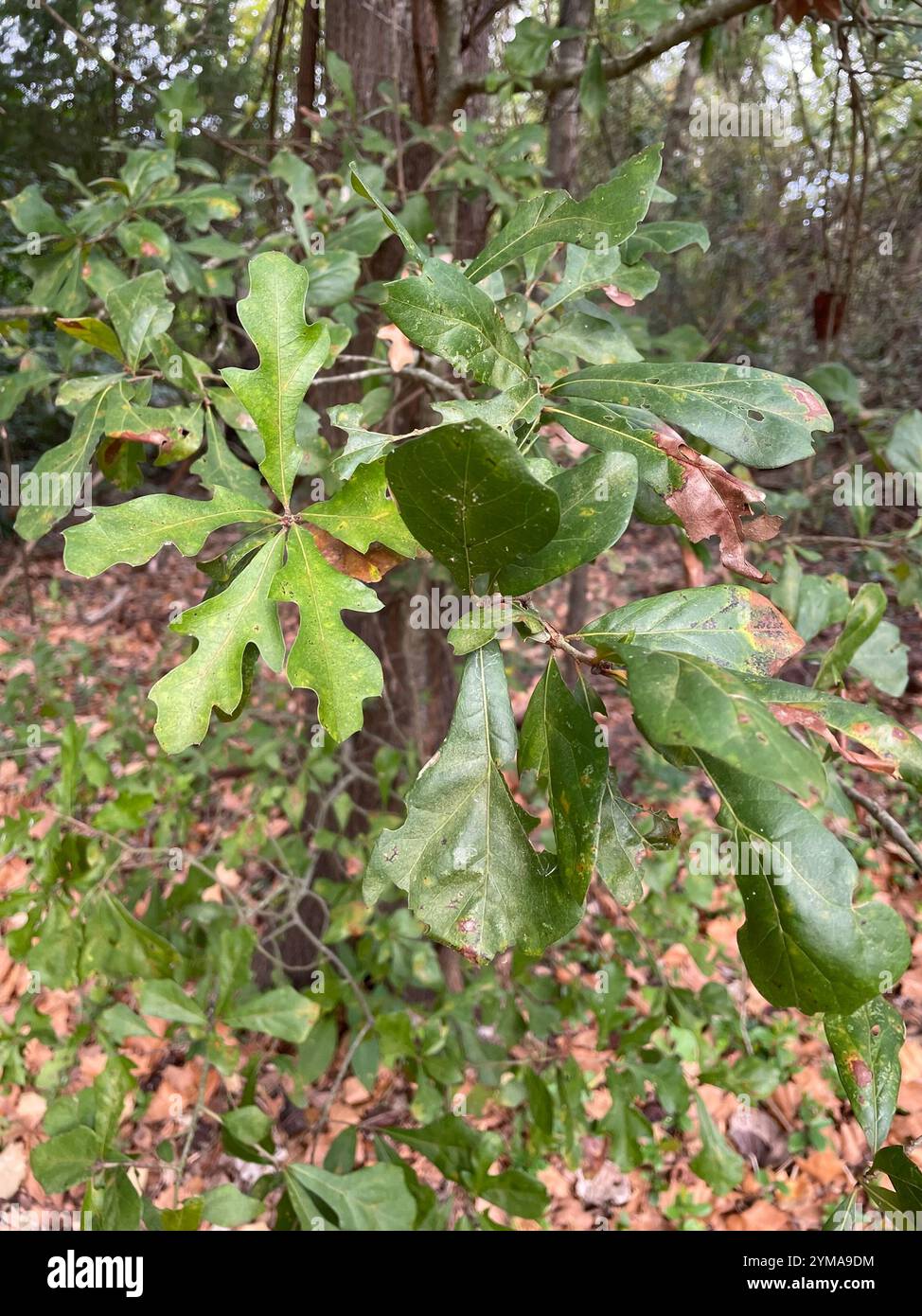 water oak (Quercus nigra Stock Photo - Alamy