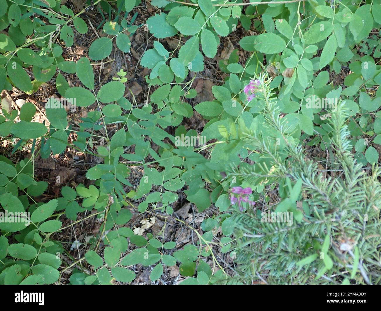 American vetch (Vicia americana Stock Photo - Alamy