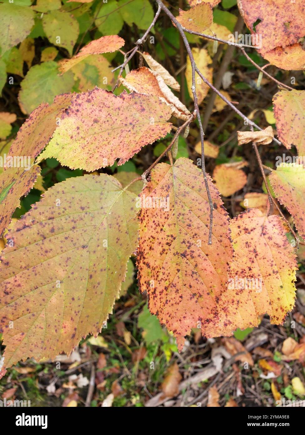 American hazelnut (Corylus americana Stock Photo - Alamy