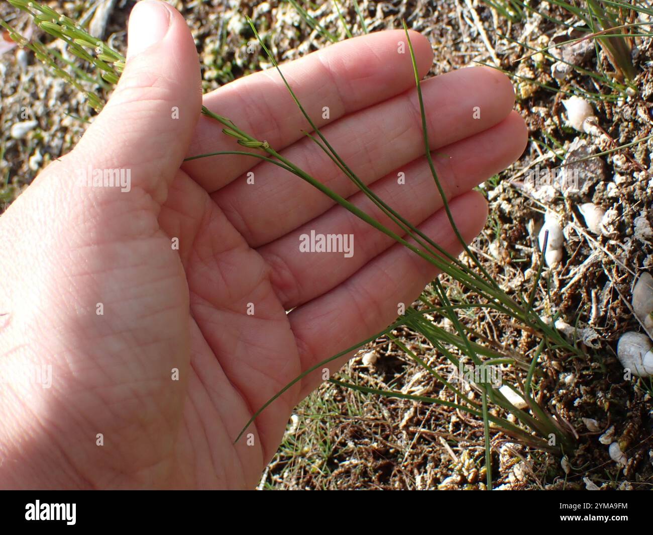 marsh arrowgrass (Triglochin palustris Stock Photo - Alamy