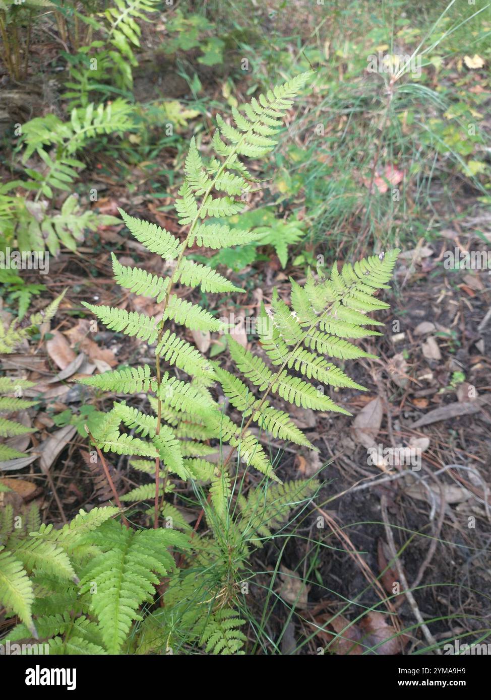 southern lady fern (Athyrium asplenioides Stock Photo - Alamy