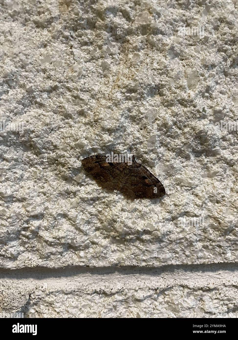 Tissue Moth (Triphosa haesitata Stock Photo - Alamy