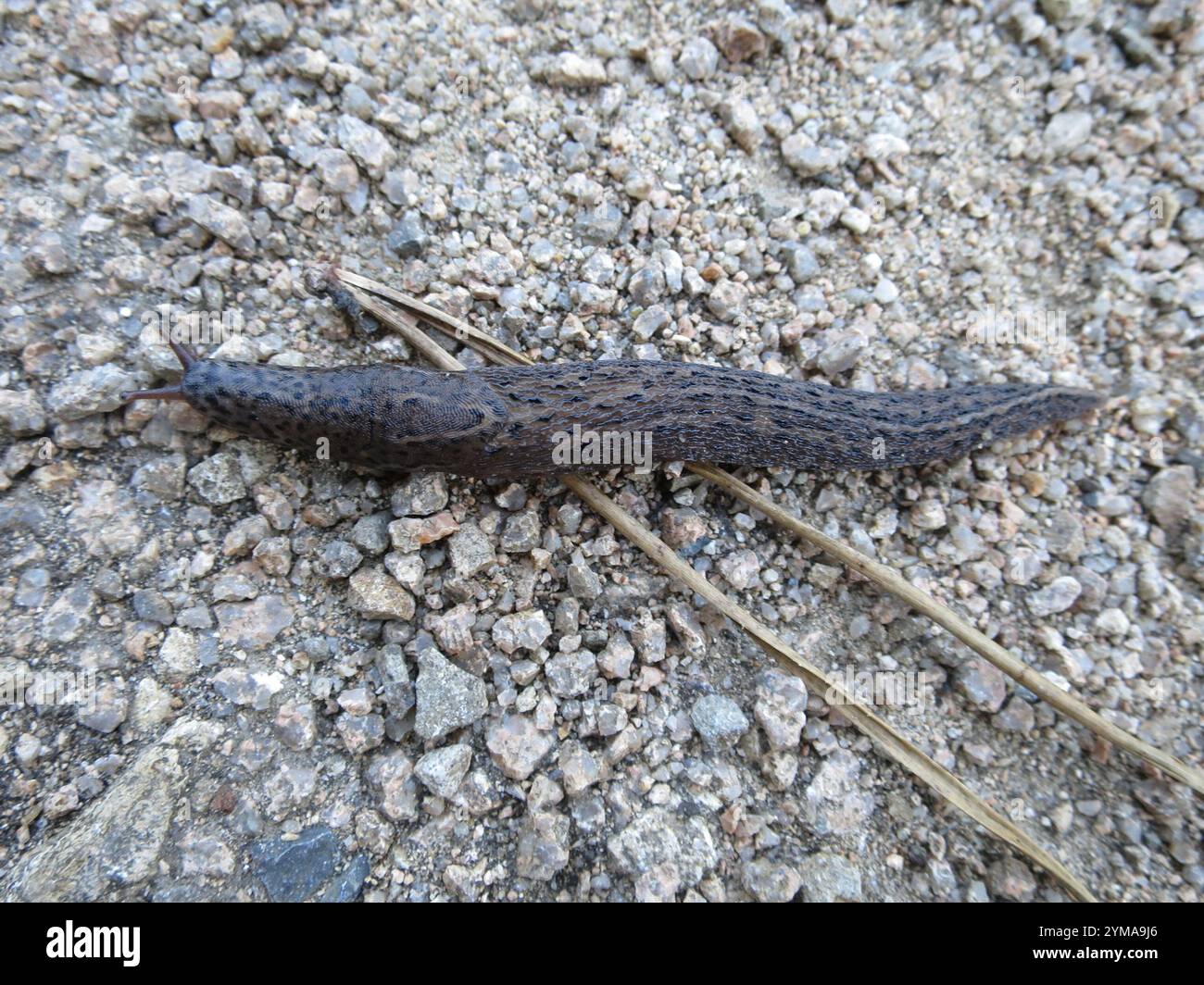 Leopard Slug (Limax maximus Stock Photo - Alamy
