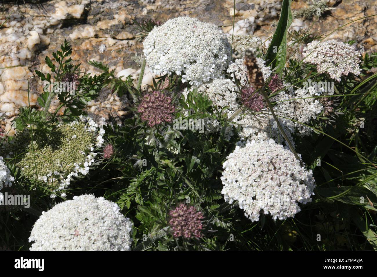 Sea Carrot (Daucus carota gummifer Stock Photo - Alamy