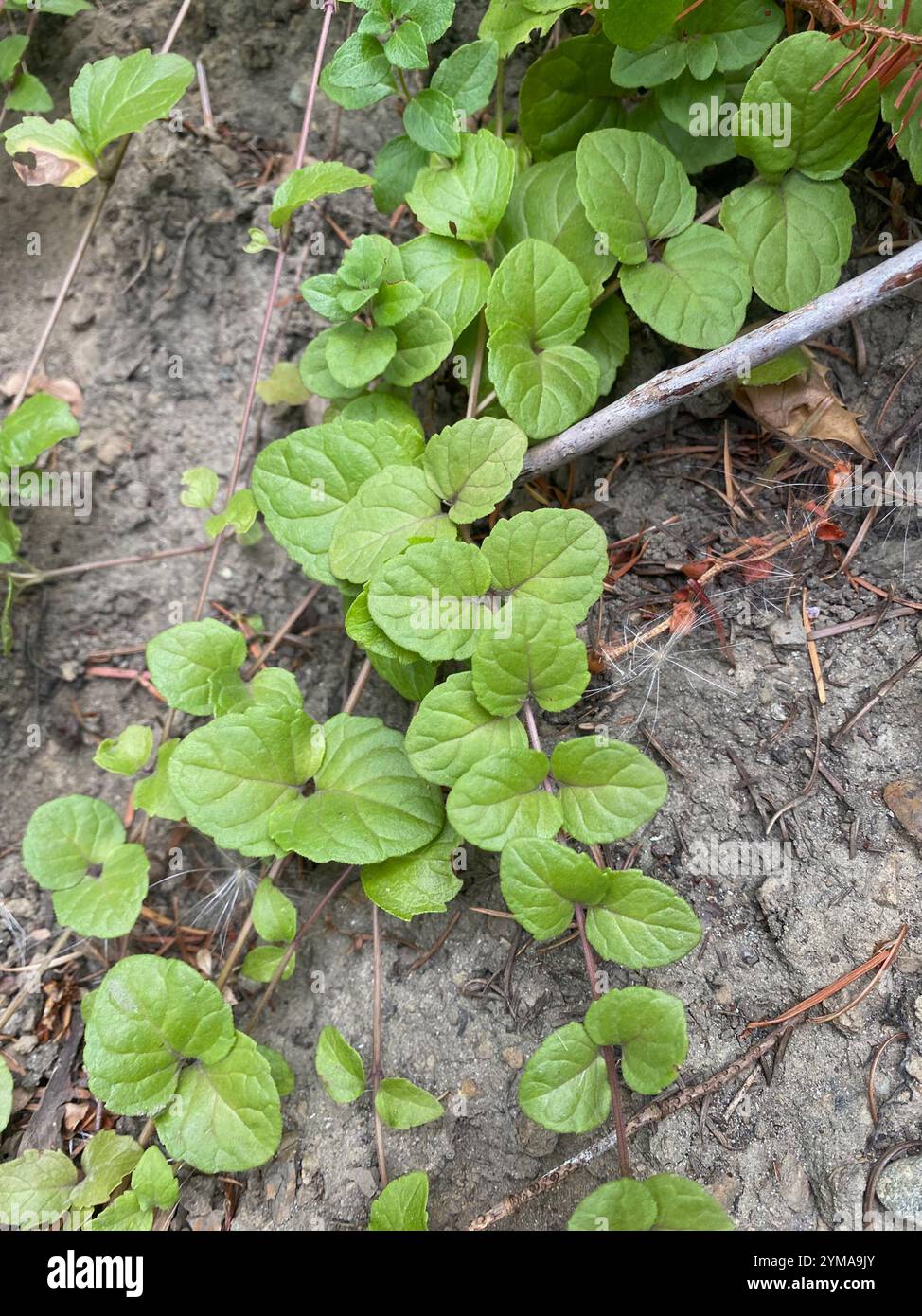 yerba buena (Clinopodium douglasii Stock Photo - Alamy
