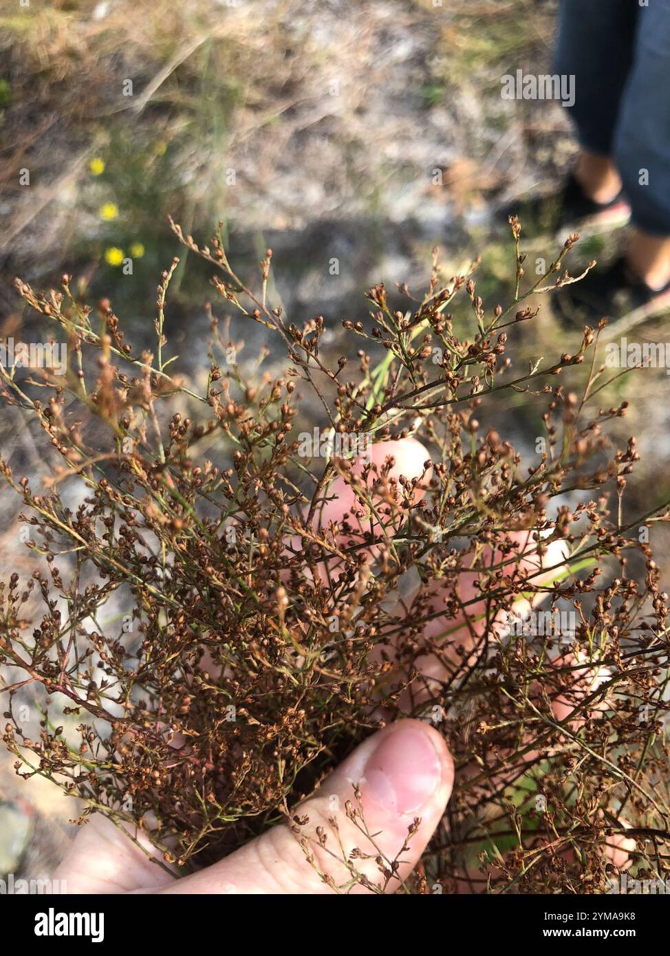 (Lechea pulchella ramosissima Stock Photo - Alamy