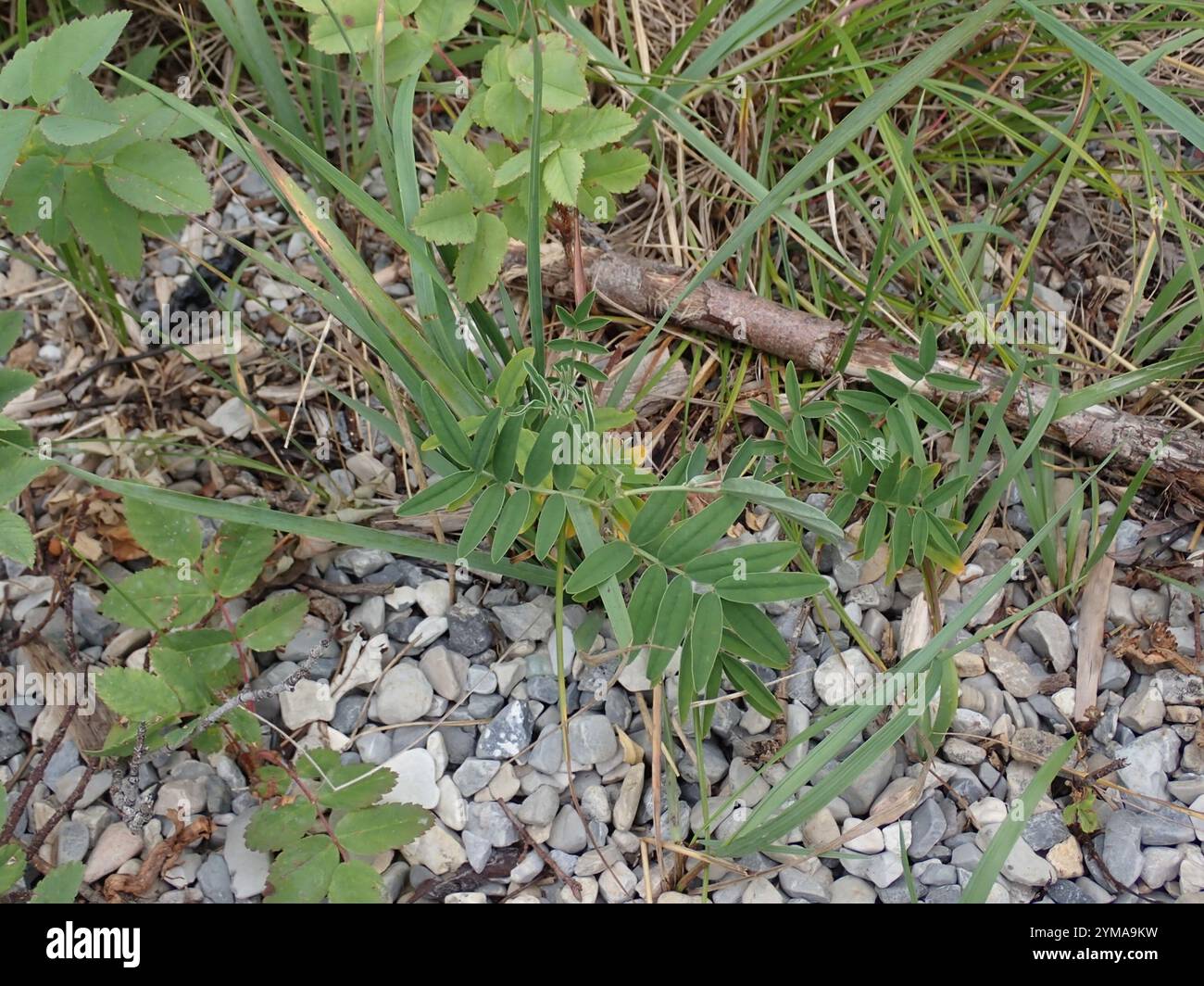 Boreal Sweet-vetch (Hedysarum boreale Stock Photo - Alamy