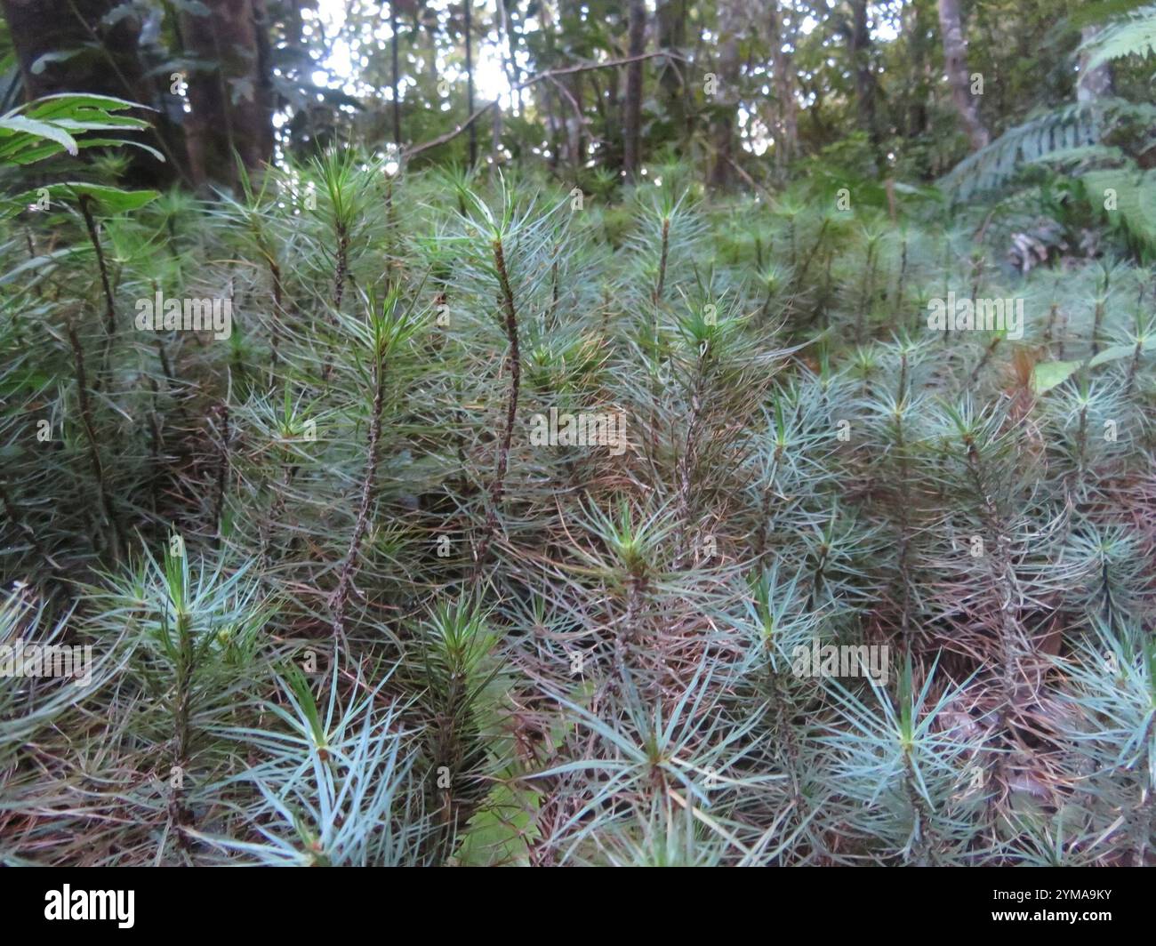giant moss (Dawsonia superba Stock Photo - Alamy