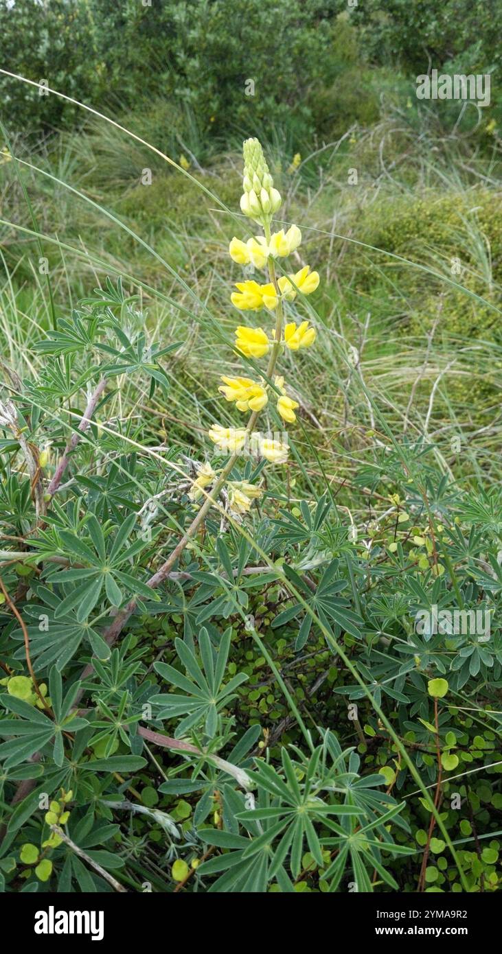 coastal bush lupine (Lupinus arboreus Stock Photo - Alamy