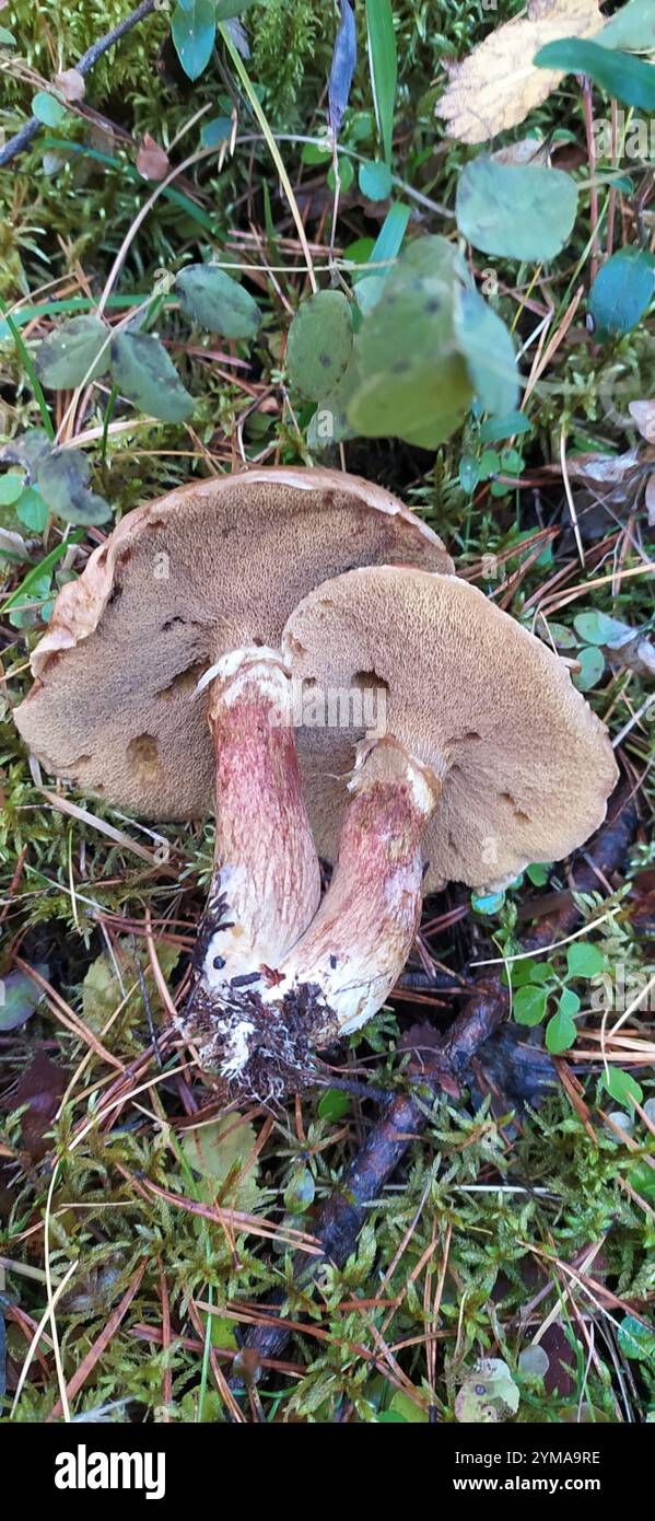 Bovine Jack (Suillus bovinus Stock Photo - Alamy