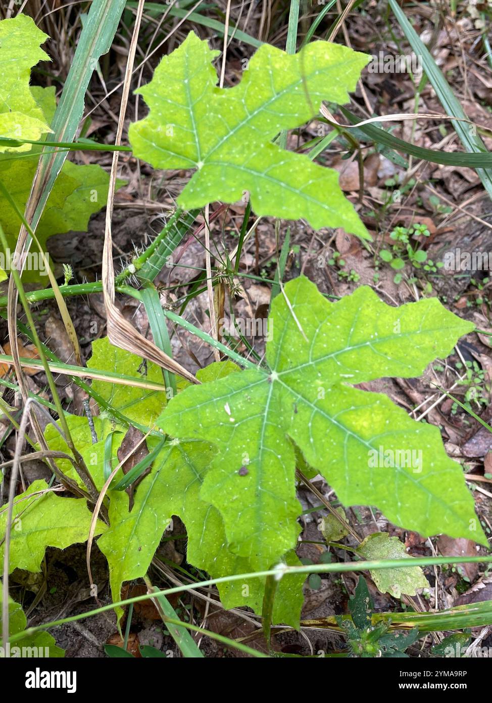Texas Bull Nettle (Cnidoscolus texanus Stock Photo - Alamy