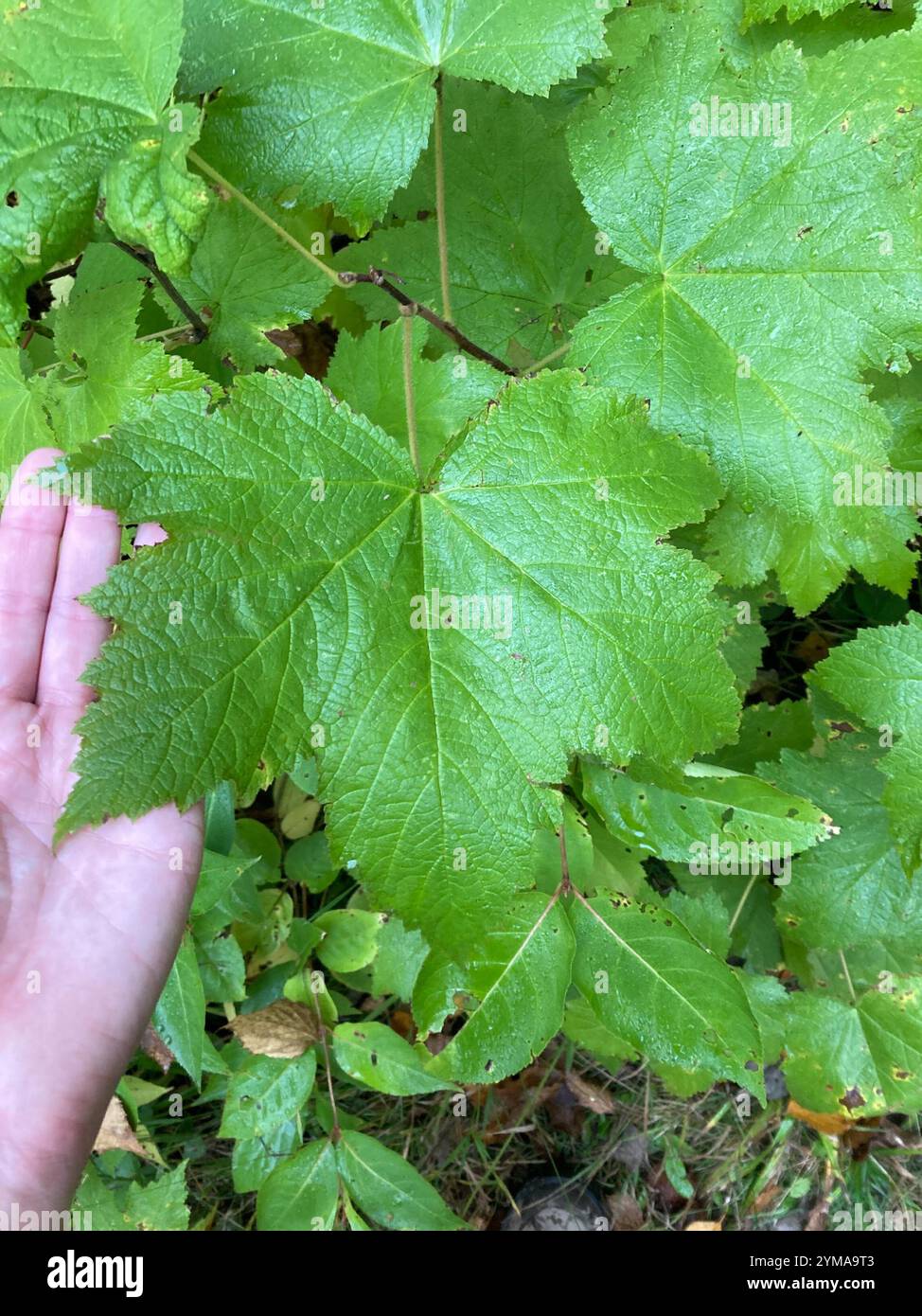 thimbleberry (Rubus parviflorus Stock Photo - Alamy