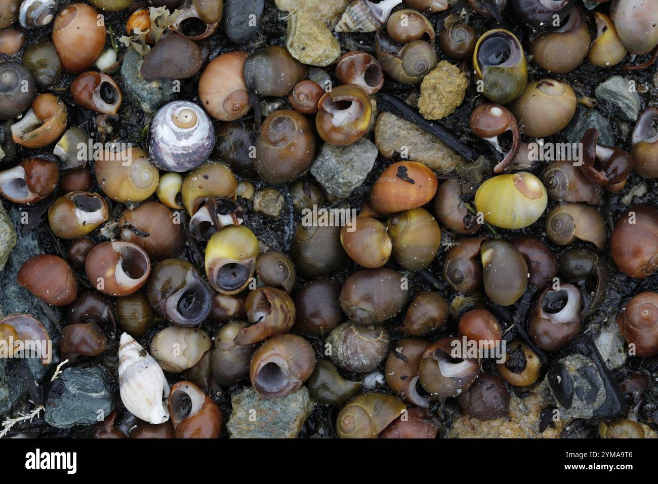 Grey topshell hi-res stock photography and images - Alamy