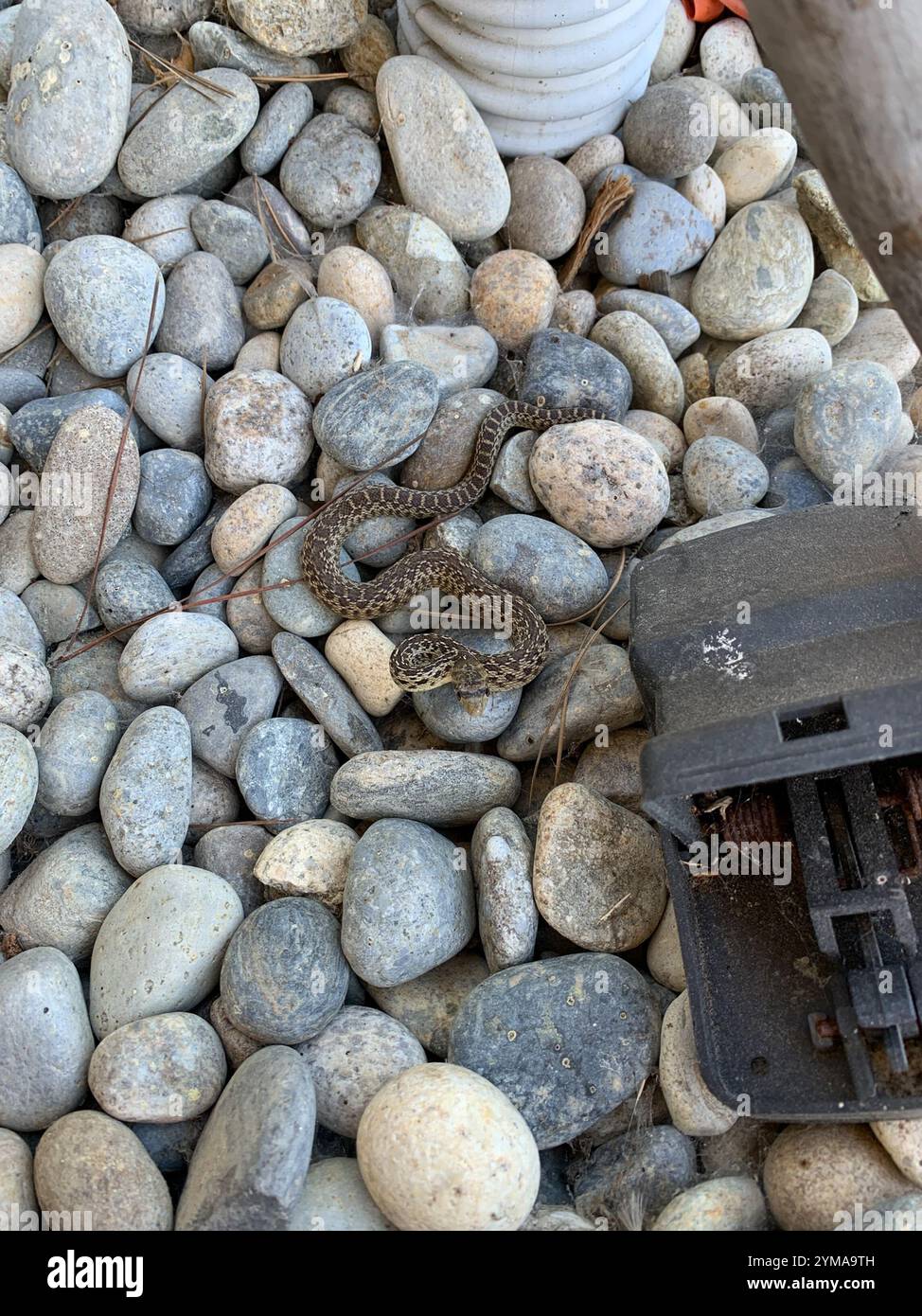 Pacific Gopher Snake (Pituophis catenifer catenifer Stock Photo - Alamy