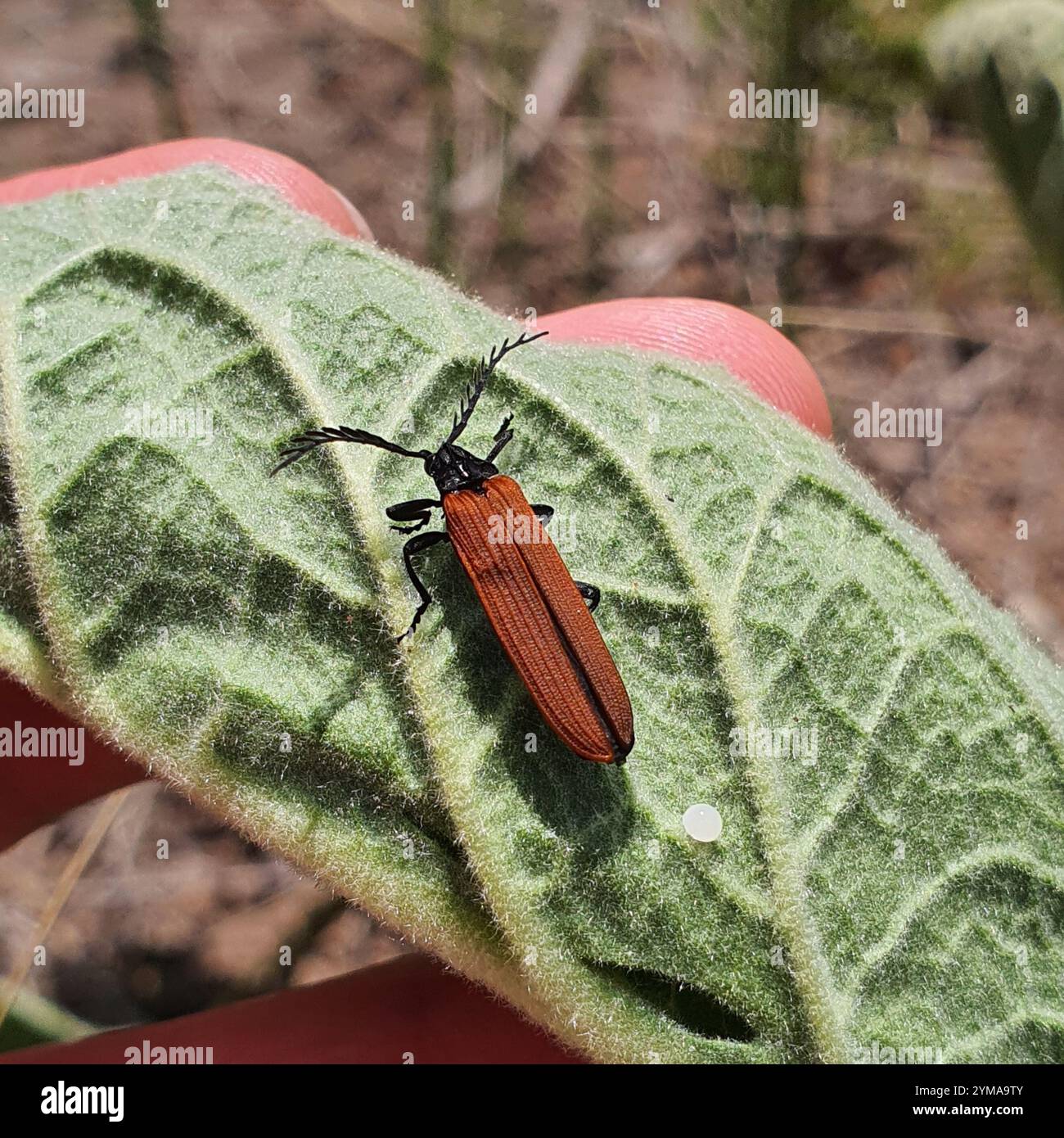 Long-nosed Lycid Beetle (Porrostoma rhipidium Stock Photo - Alamy