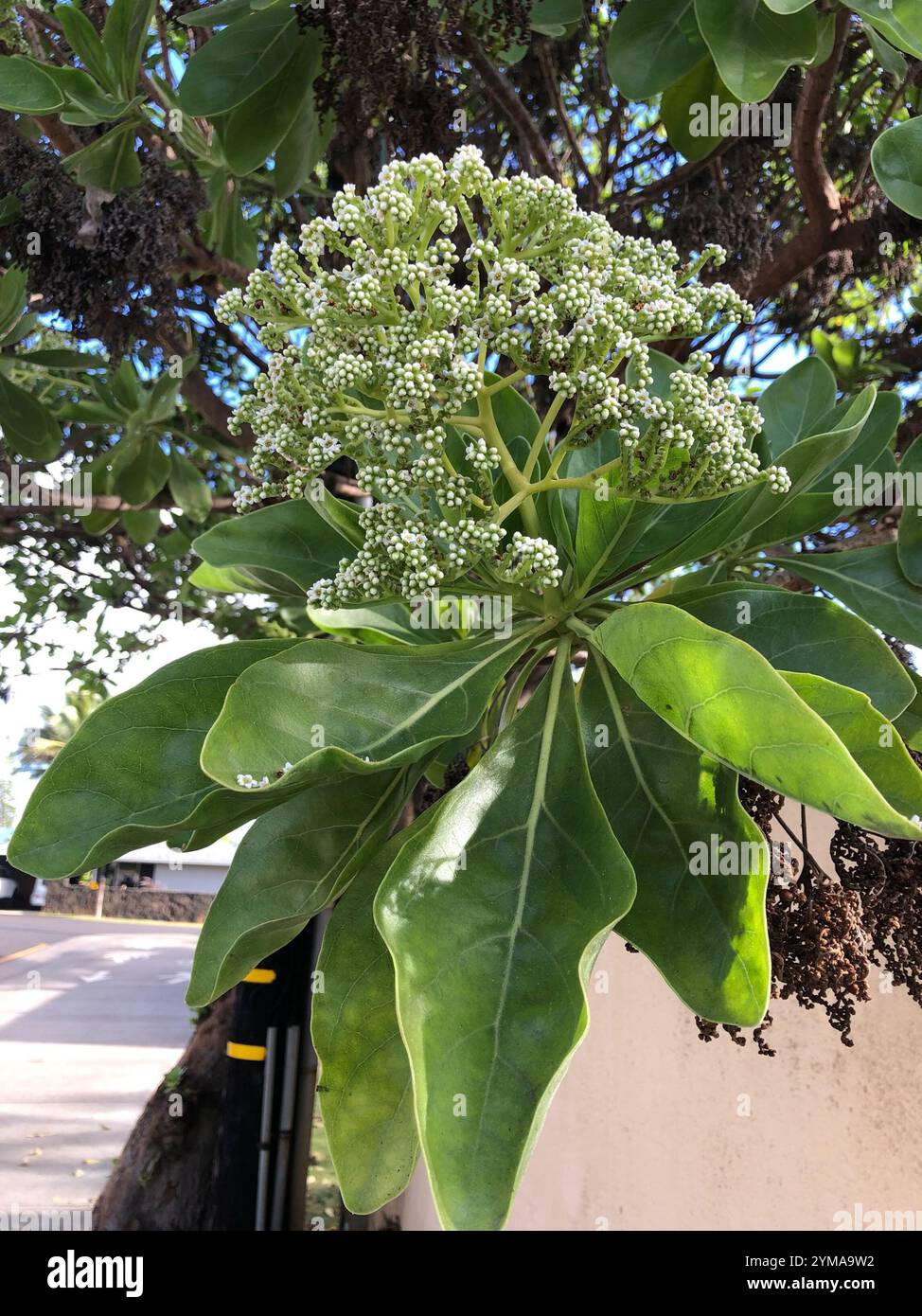tree heliotrope (Heliotropium arboreum Stock Photo - Alamy