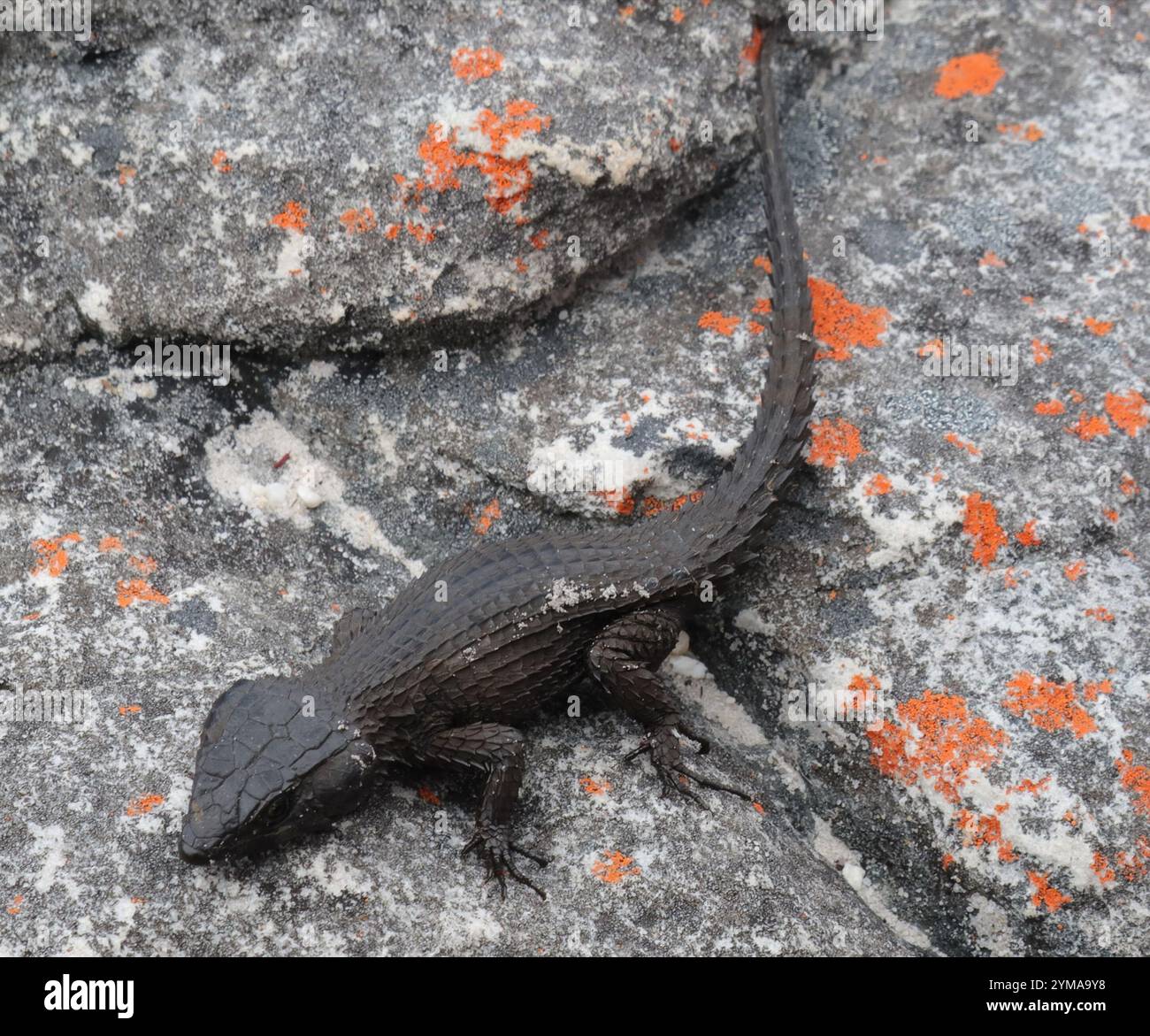Black Girdled Lizard (Cordylus niger Stock Photo - Alamy