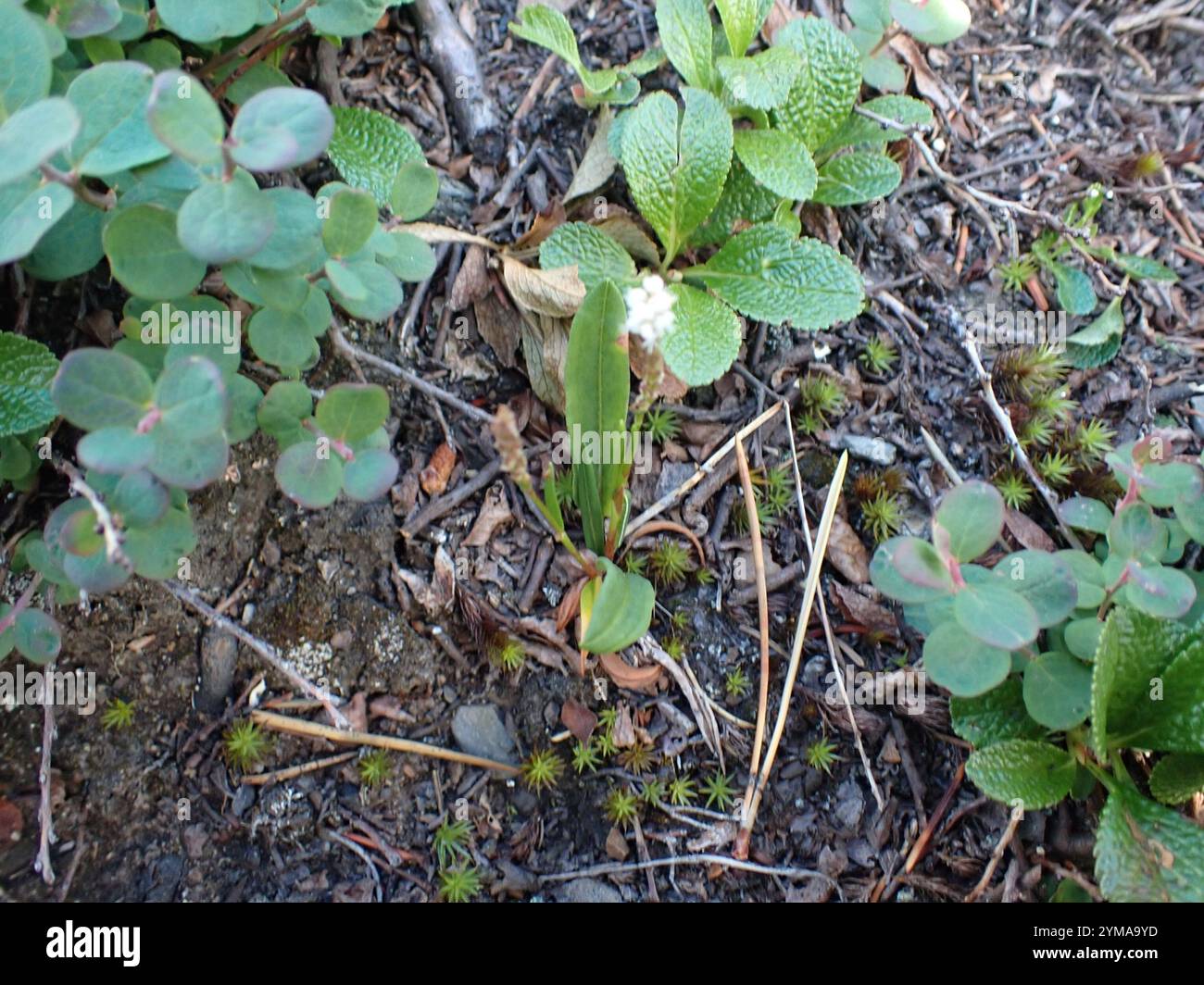 alpine bistort (Bistorta vivipara Stock Photo - Alamy