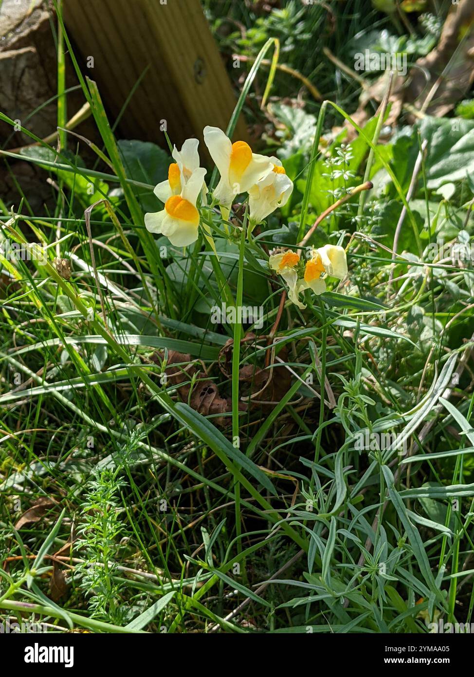 common toadflax (Linaria vulgaris Stock Photo - Alamy