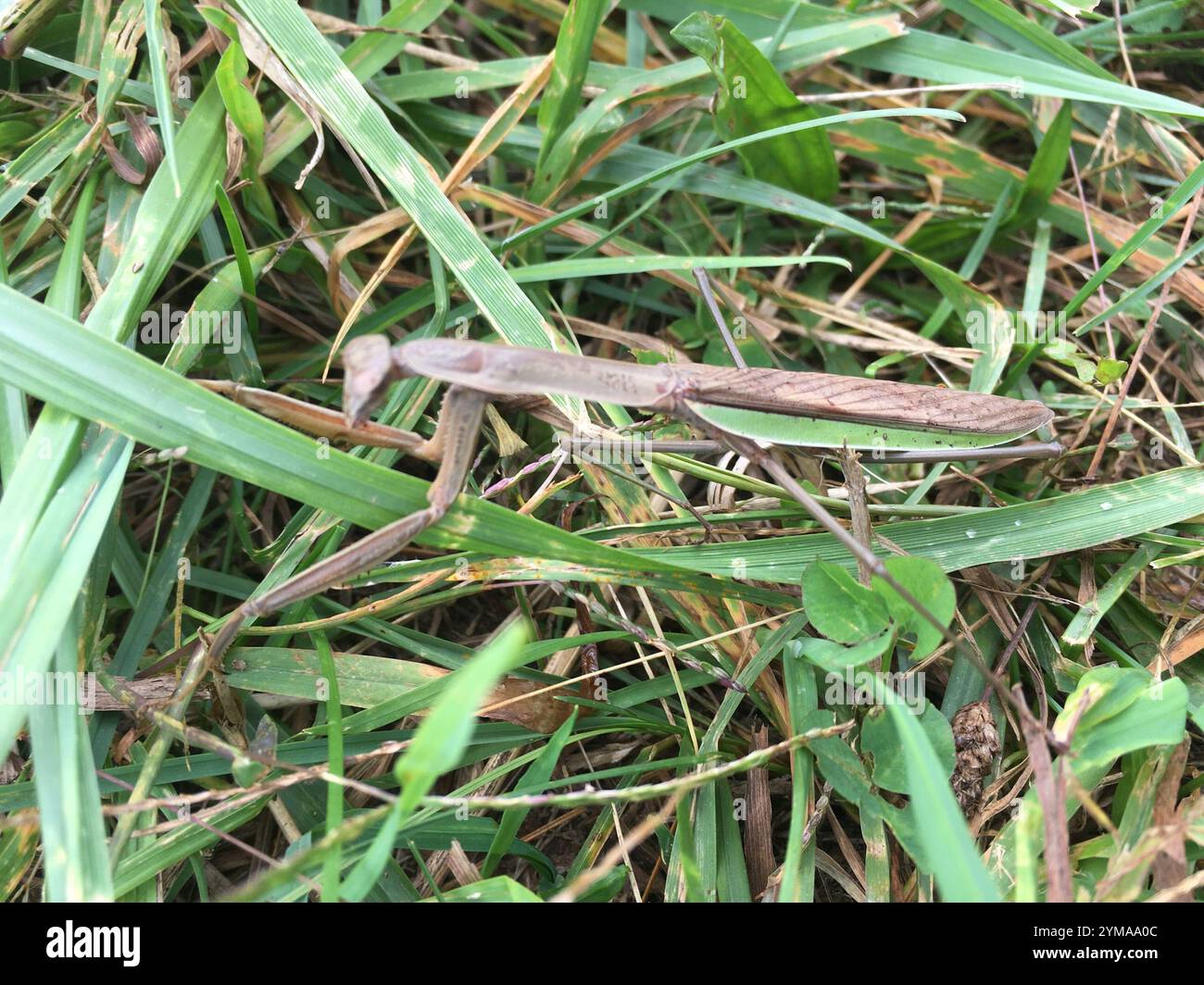 Chinese Mantis (Tenodera sinensis Stock Photo - Alamy