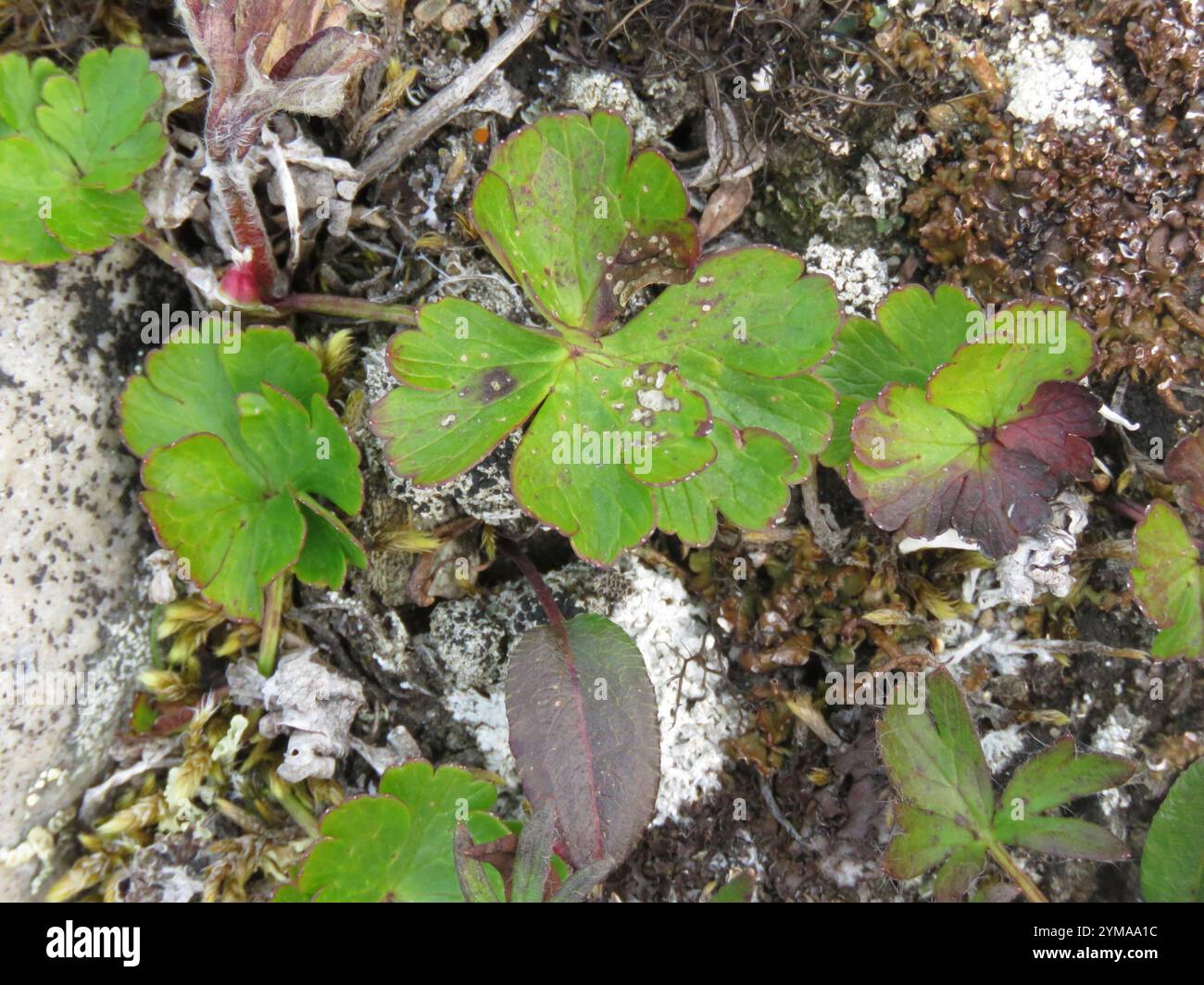 Small-flower Anemone (Anemone parviflora Stock Photo - Alamy