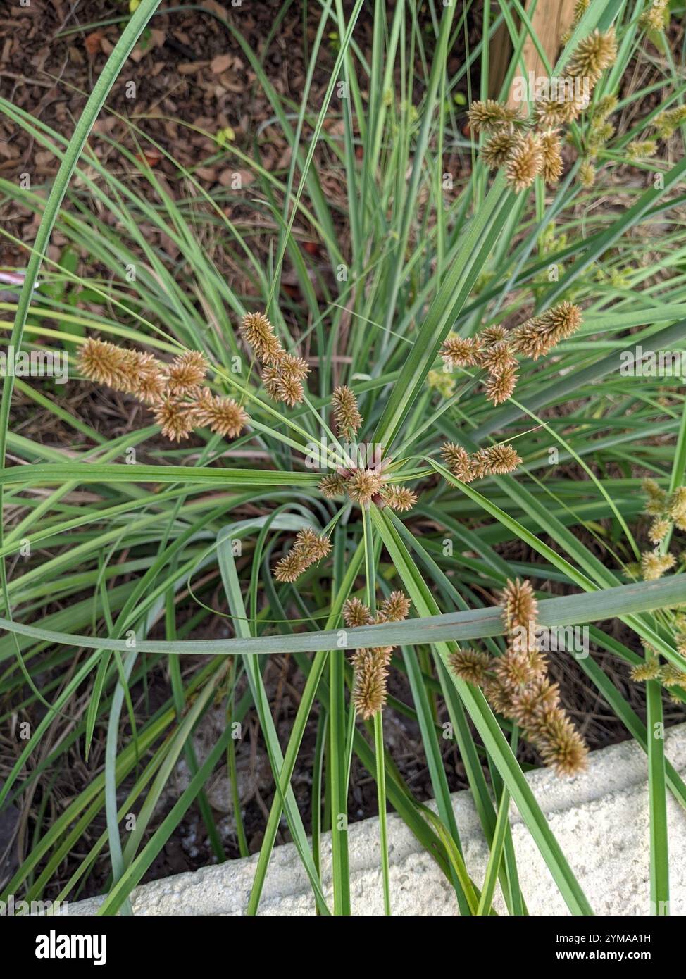 Swamp Flatsedge (Cyperus ligularis Stock Photo - Alamy