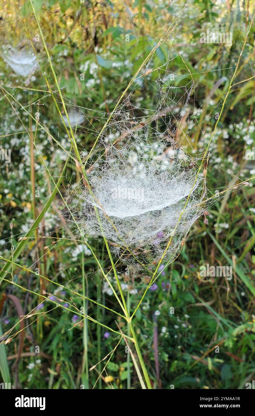 Bowl-and-doily Spider (Frontinella pyramitela Stock Photo - Alamy