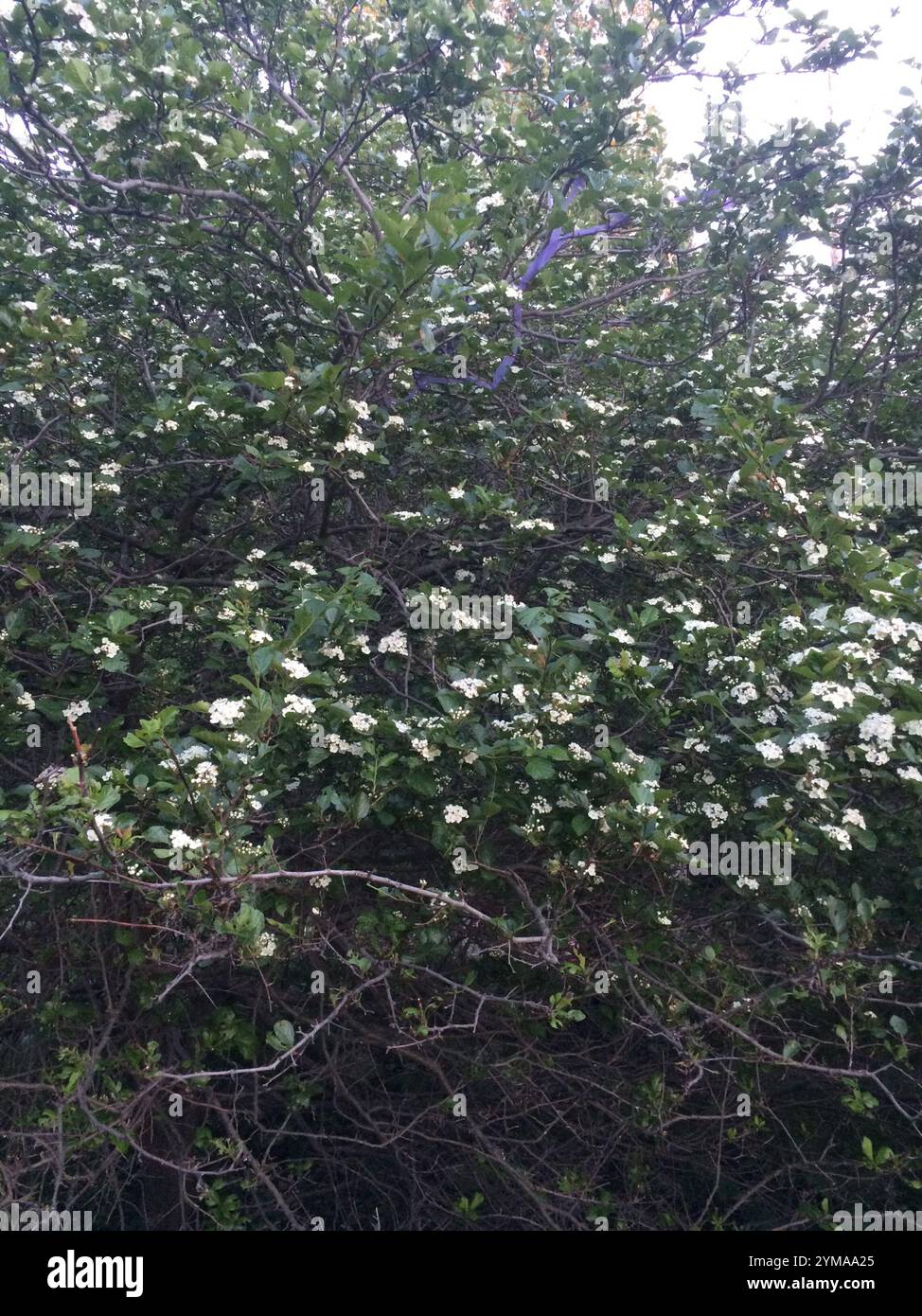 Large-thorn hawthorn (Crataegus macracantha Stock Photo - Alamy