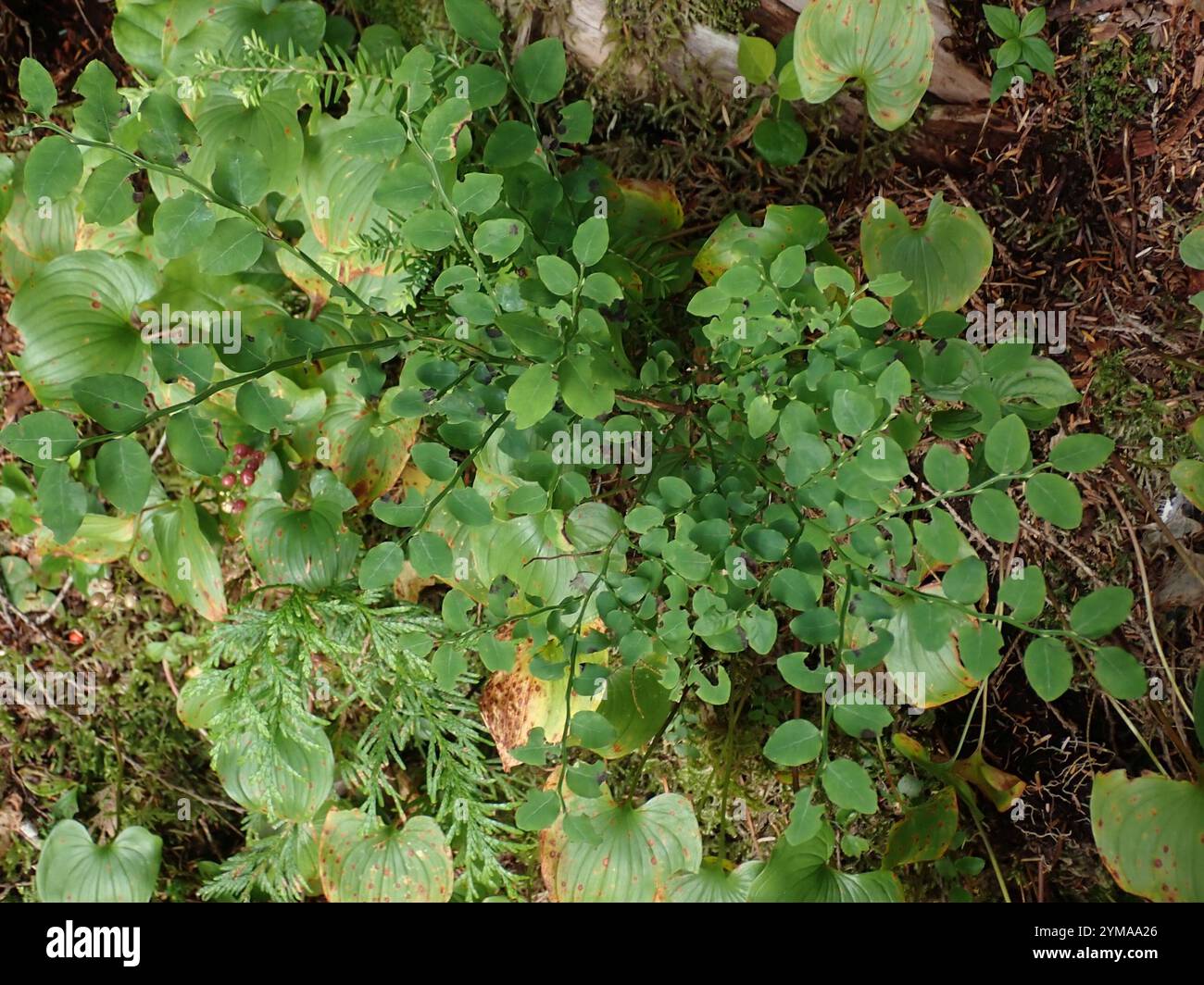 Red Huckleberry (Vaccinium parvifolium Stock Photo - Alamy