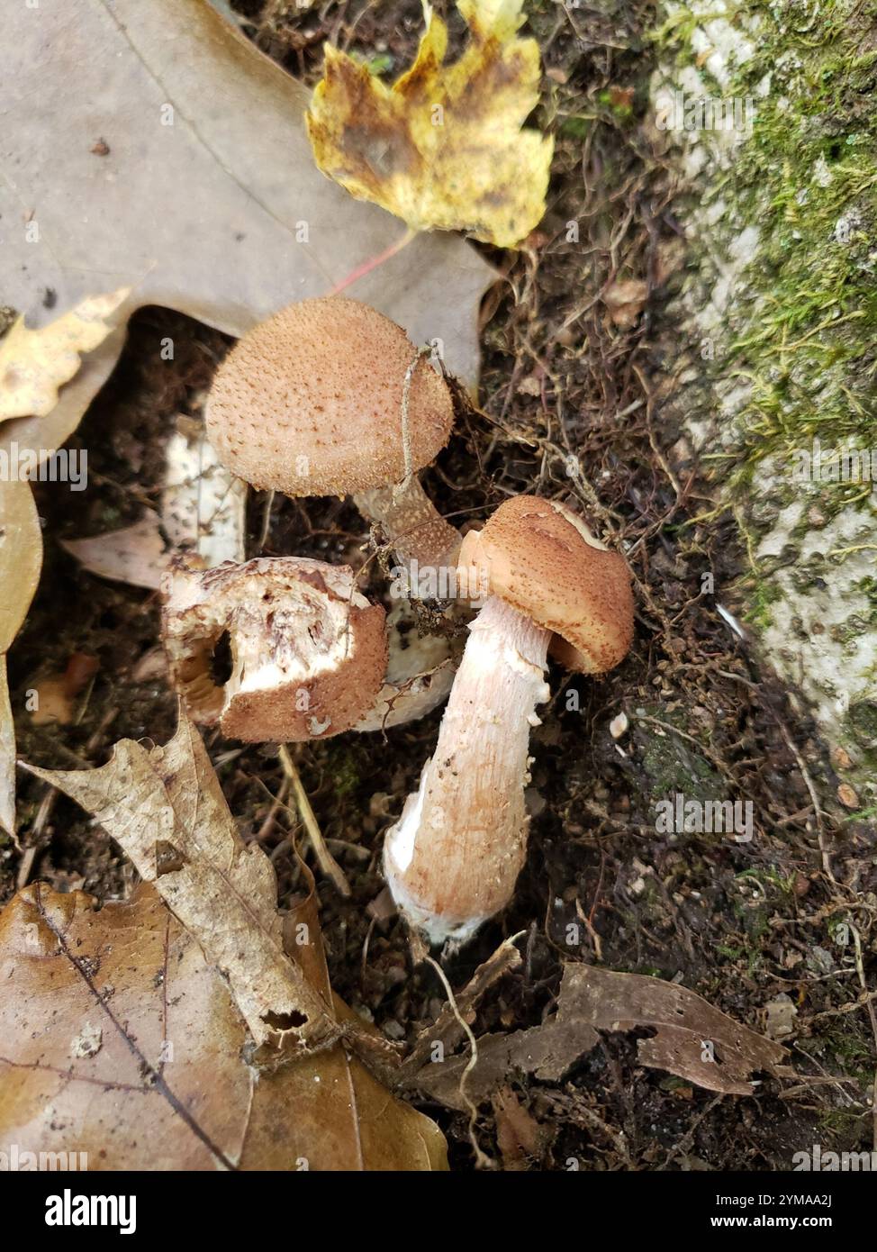 honey mushrooms (Armillaria Stock Photo - Alamy