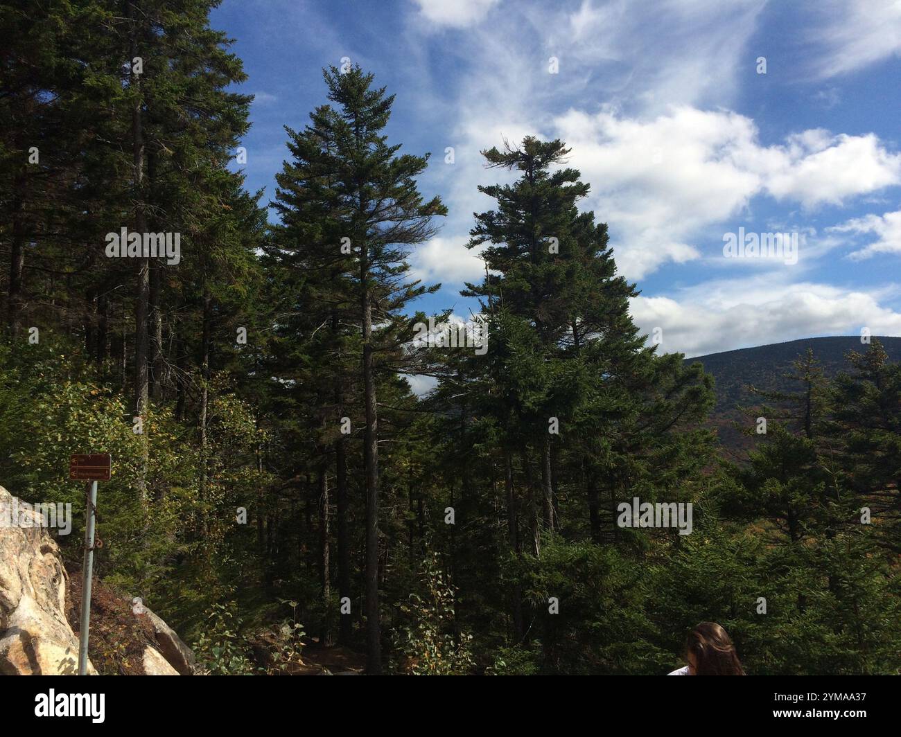 red spruce (Picea rubens Stock Photo - Alamy