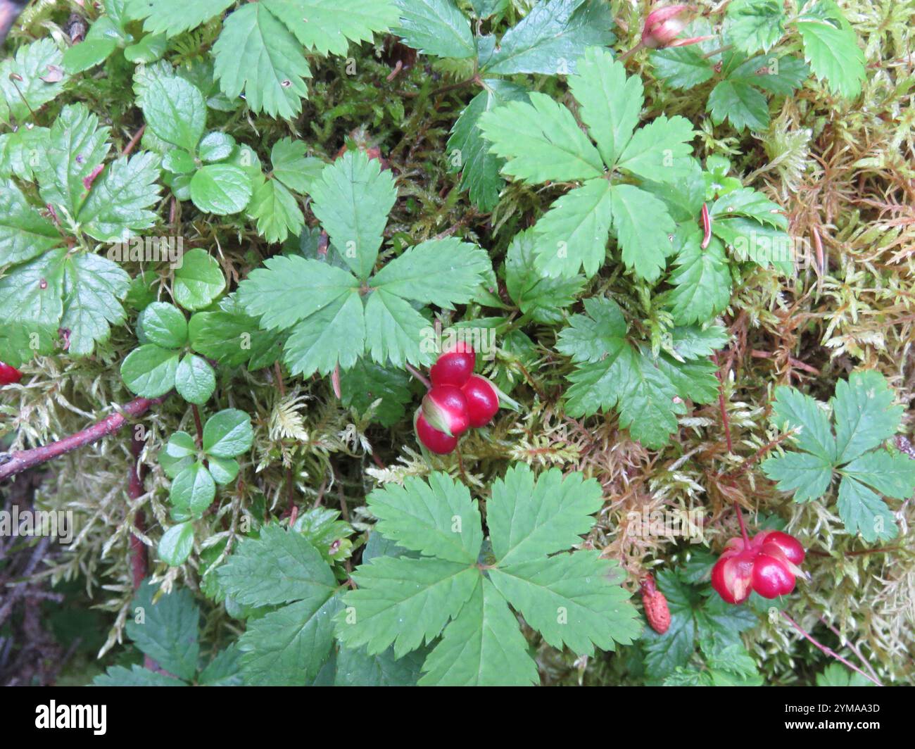 Rubus pedatus hi-res stock photography and images - Alamy