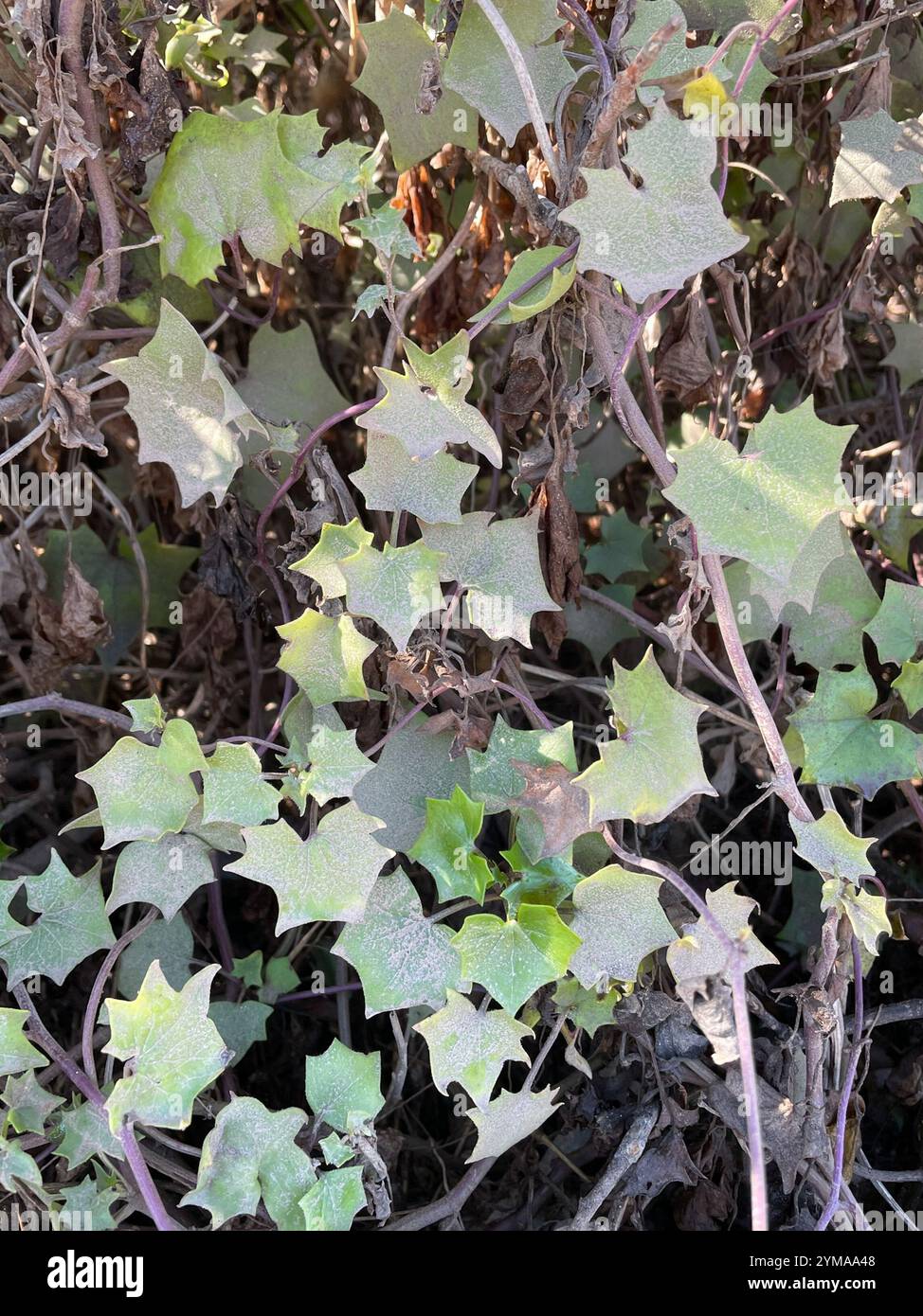 Cape-ivy (Delairea odorata Stock Photo - Alamy