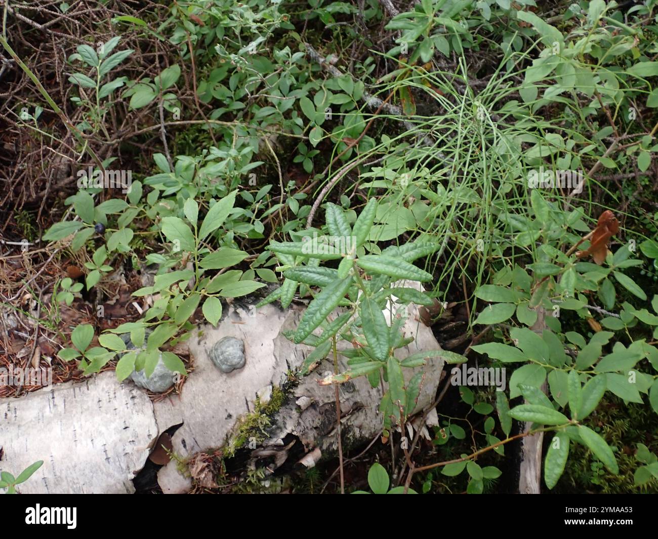 Bog Labrador Tea (Rhododendron groenlandicum Stock Photo - Alamy
