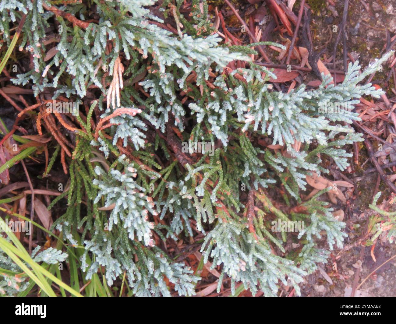 creeping juniper (Juniperus horizontalis Stock Photo - Alamy