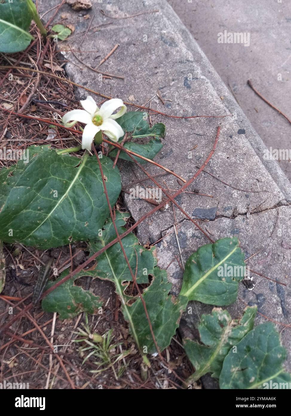 springblossom (Jaborosa integrifolia Stock Photo - Alamy
